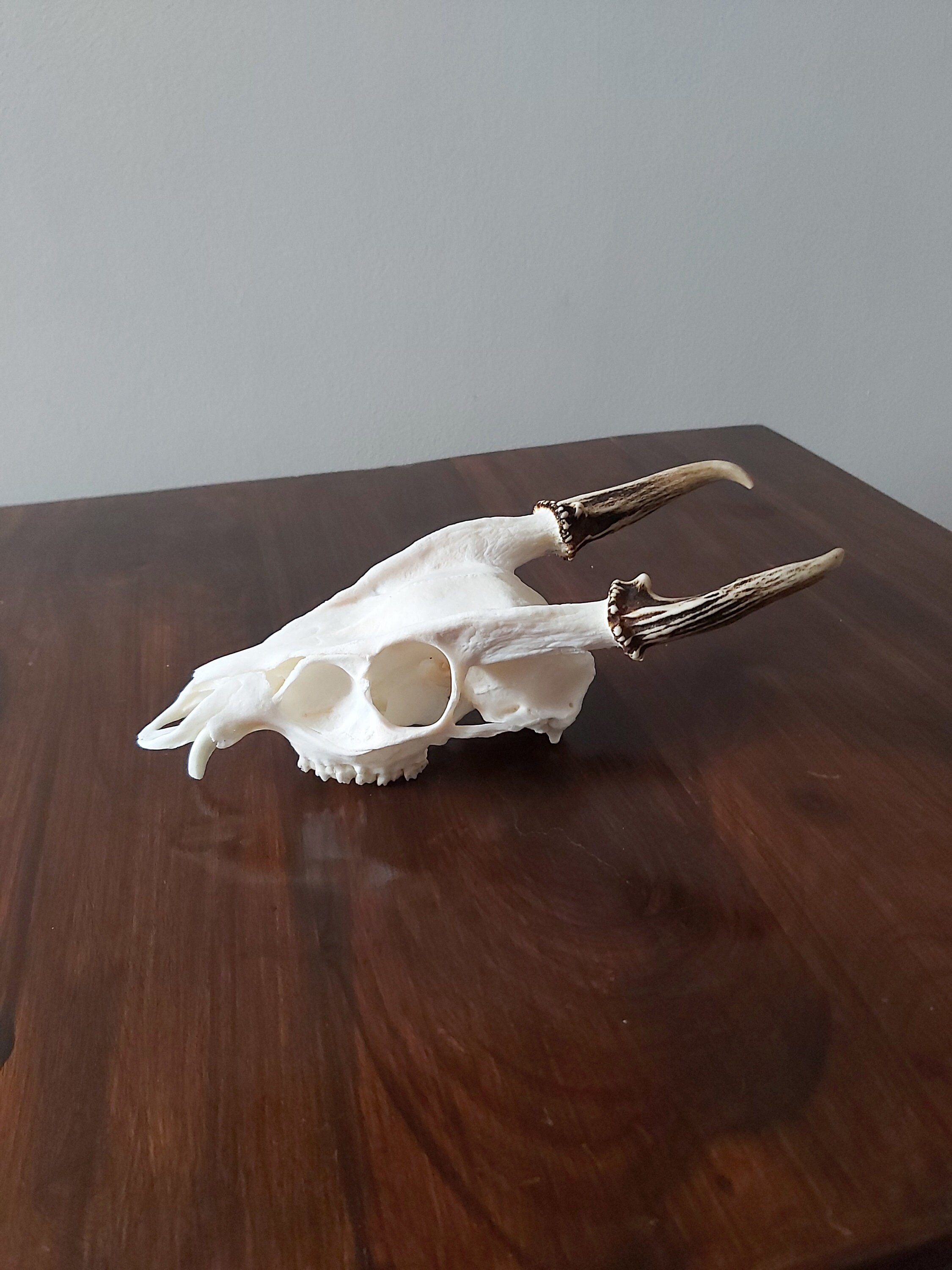 Real Muntjac Buck Deer Skull Antlers Taxidermy | Etsy