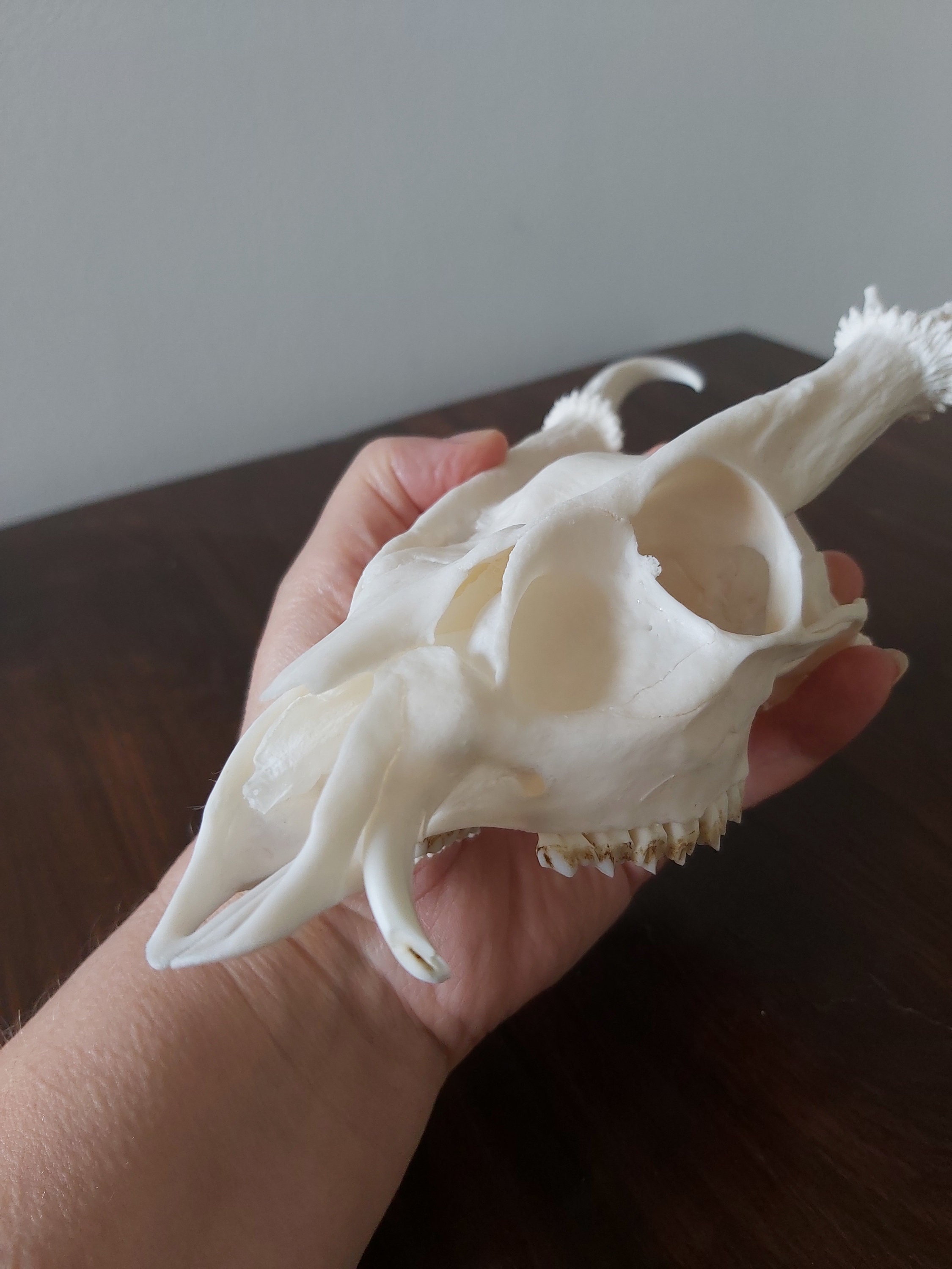 Real Muntjac Buck Deer Skull Antlers - Etsy UK