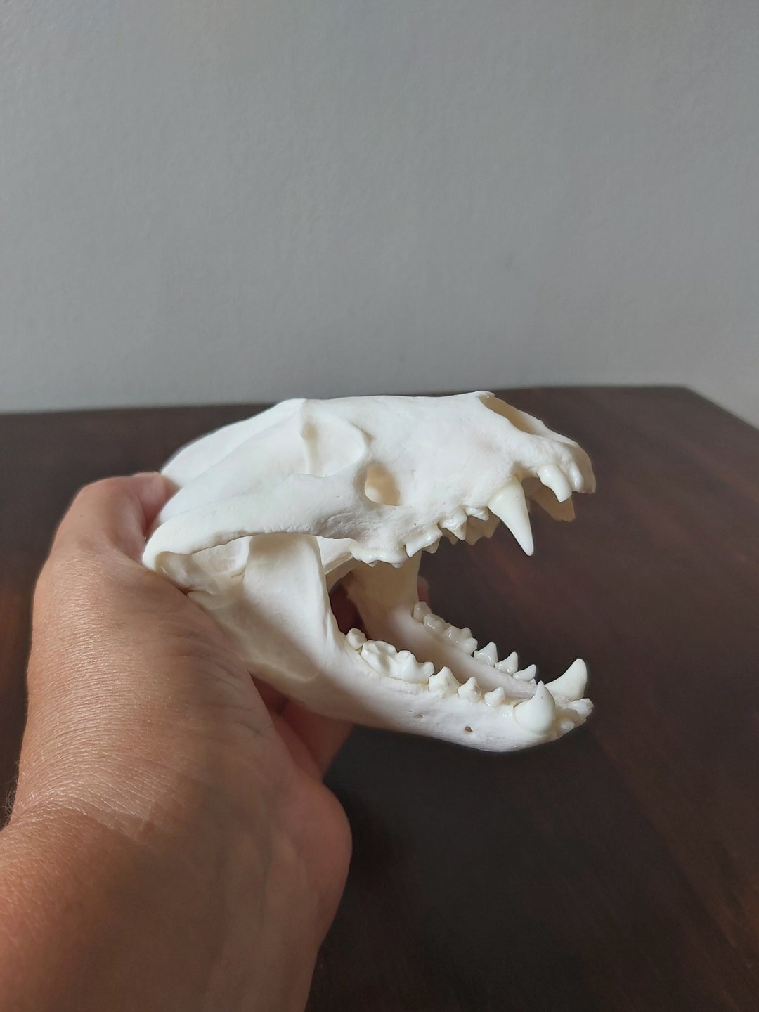 Real Badger Skull - Etsy UK