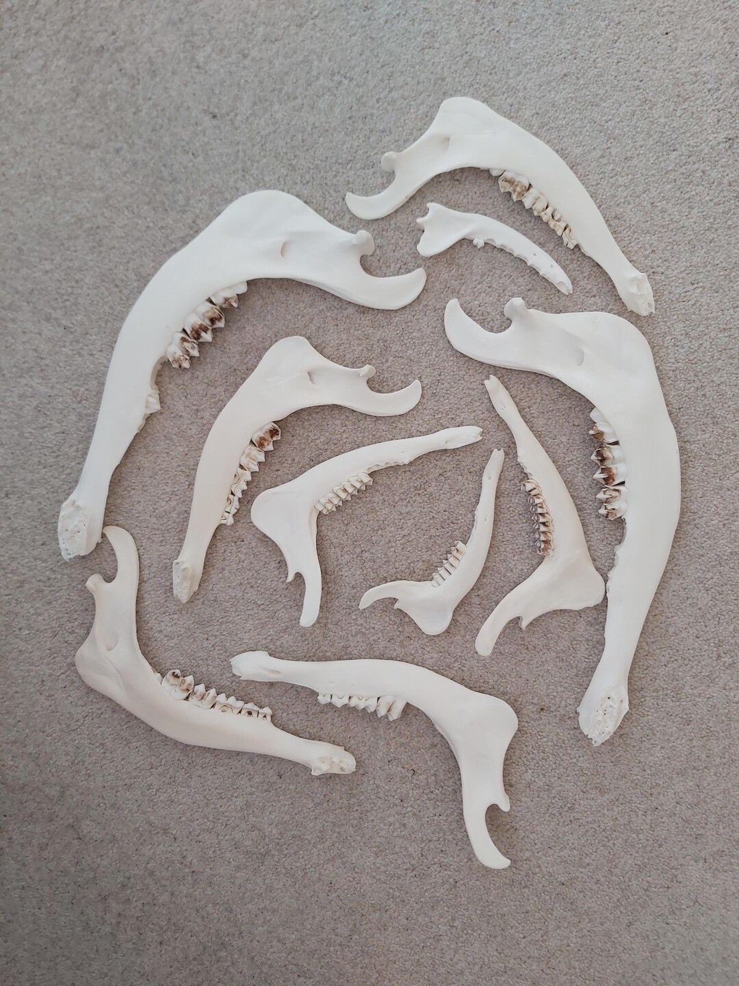 Real Deer Fox Jaw Bones Taxidermy - Etsy