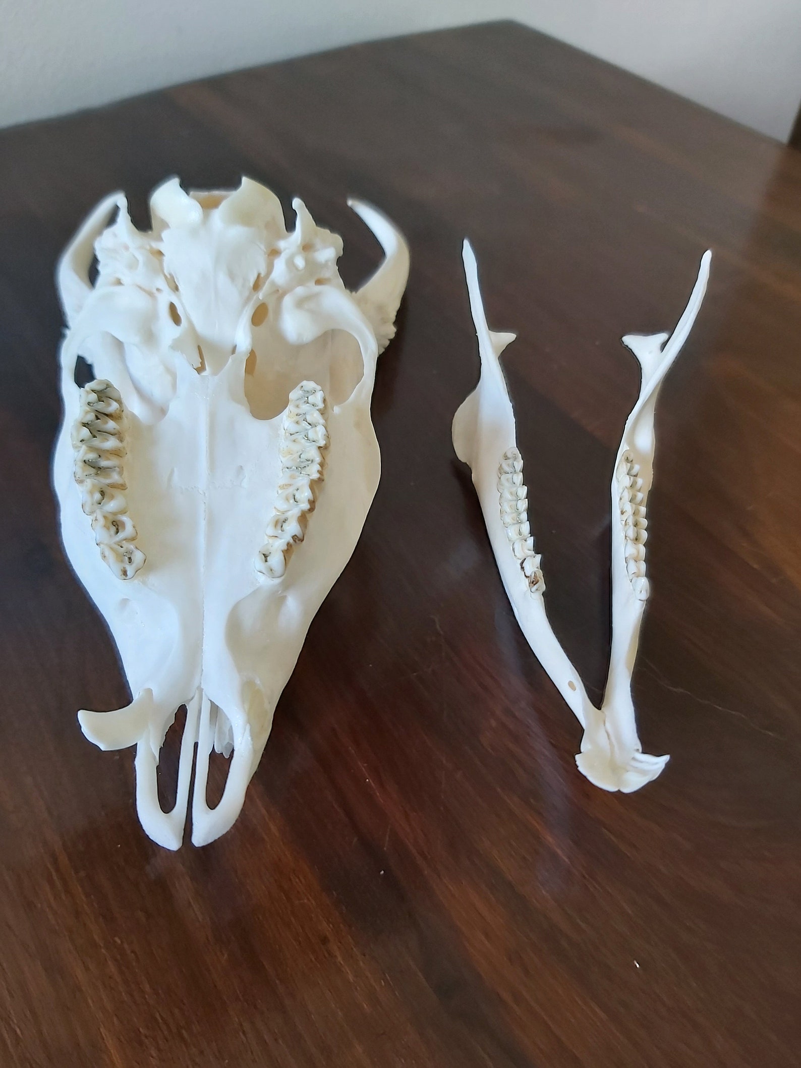 Real Muntjac Buck Deer Skull Antlers - Etsy UK