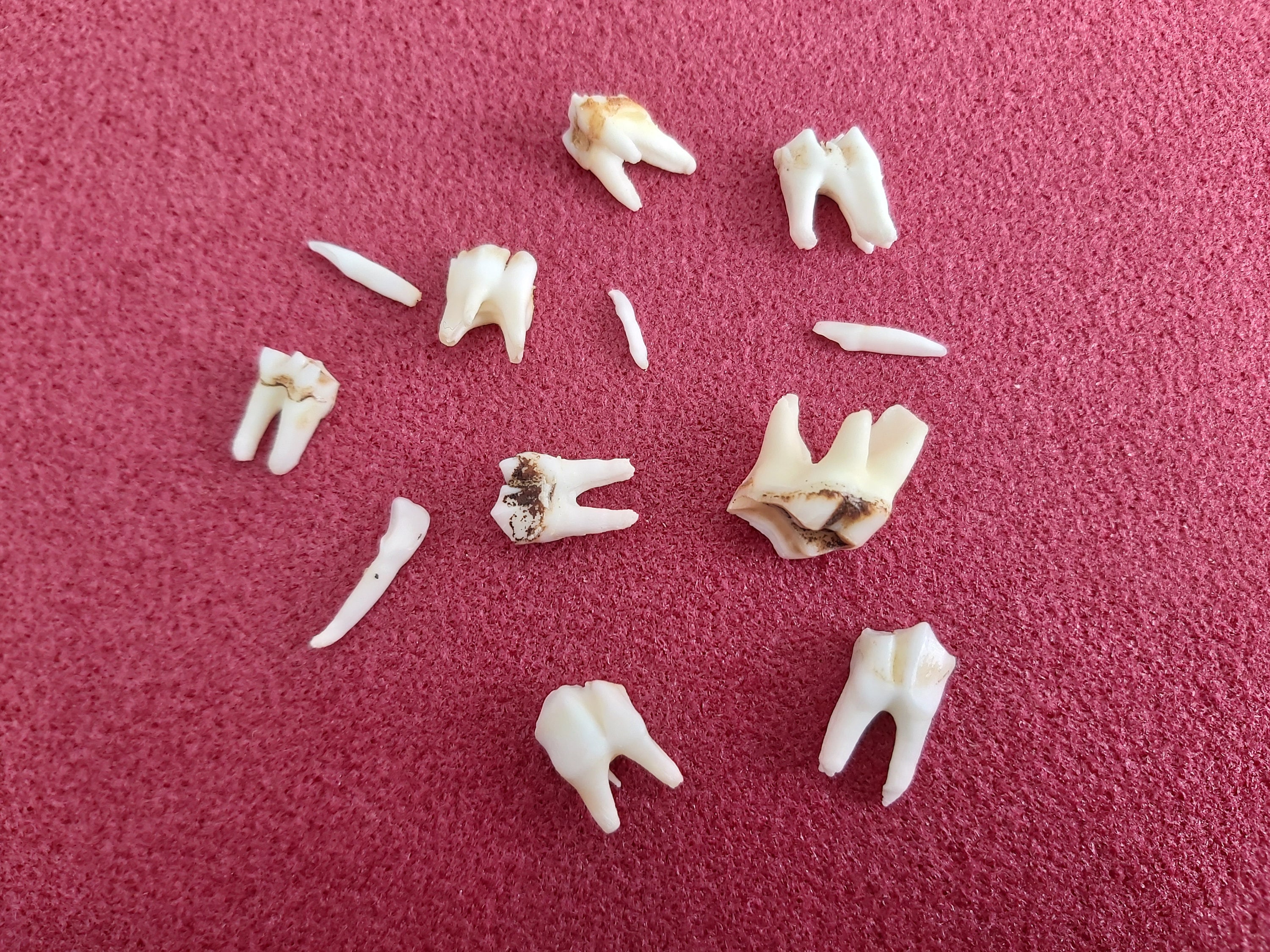 12 Assorted Deer Teeth for Arts & Crafts - Etsy UK
