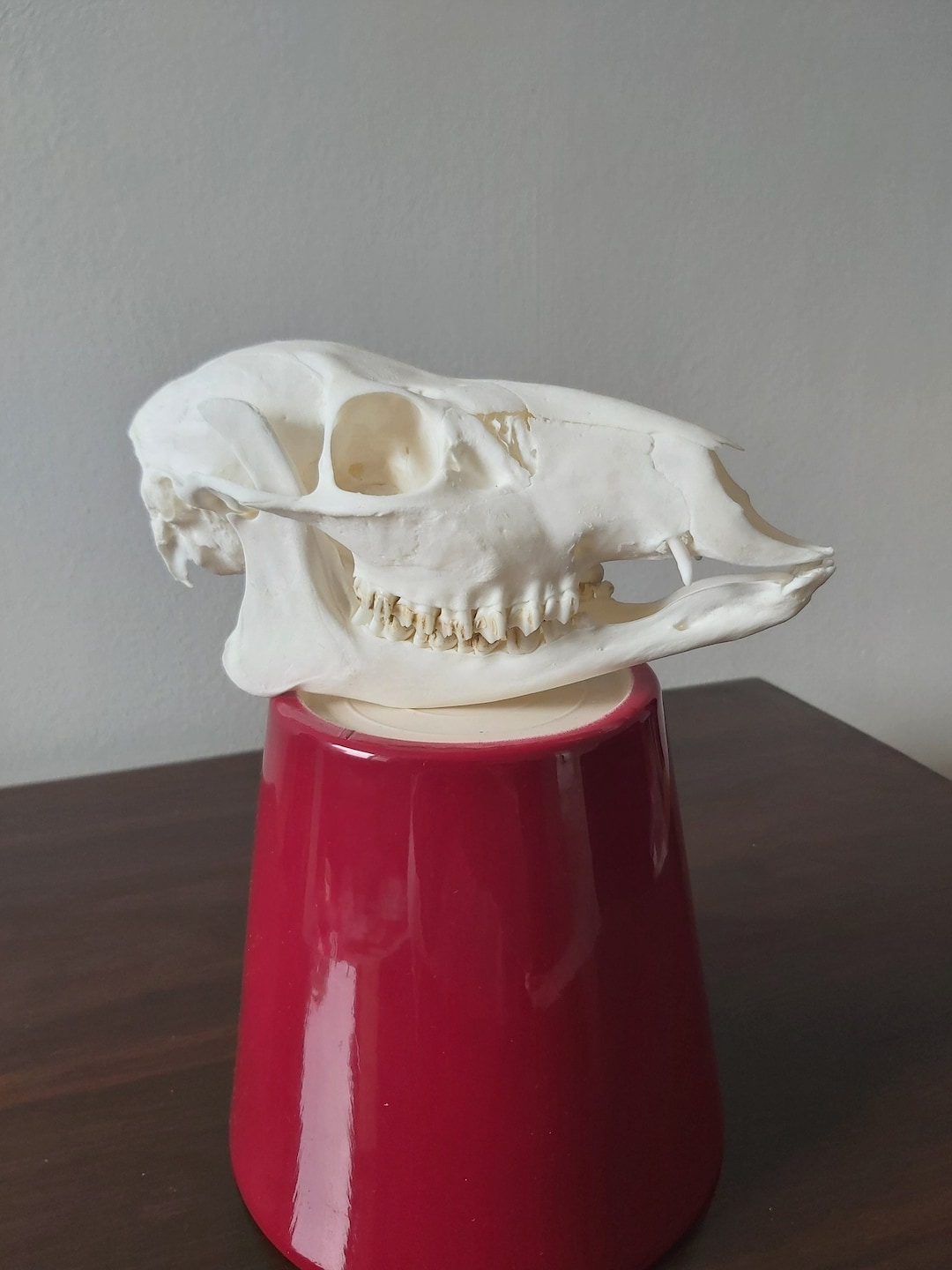 Real Chinese Water Deer Doe Skull Taxidermy - Etsy