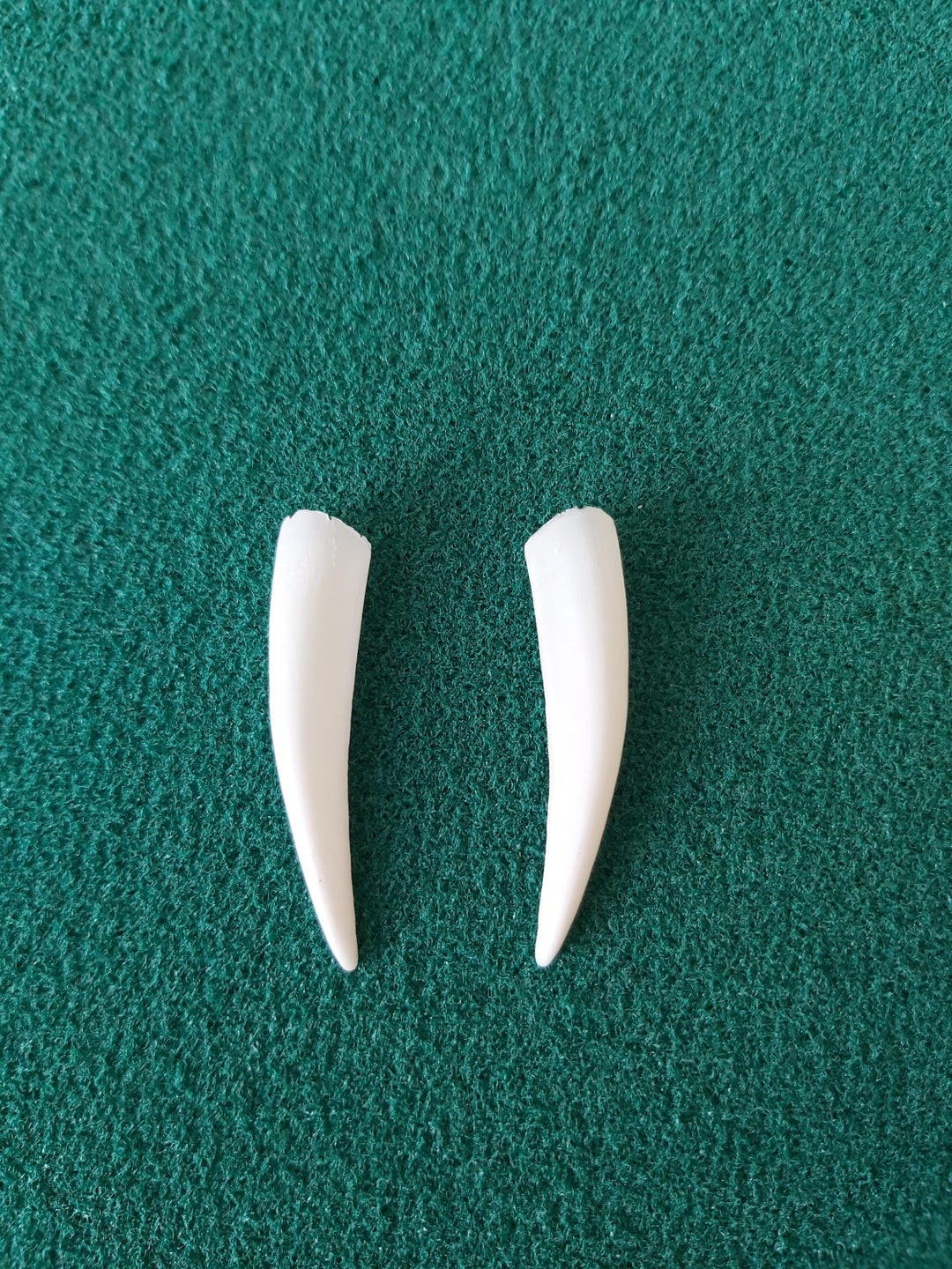 Real Chinese Water Deer Buck Tusks Fangs Taxidermy - Etsy