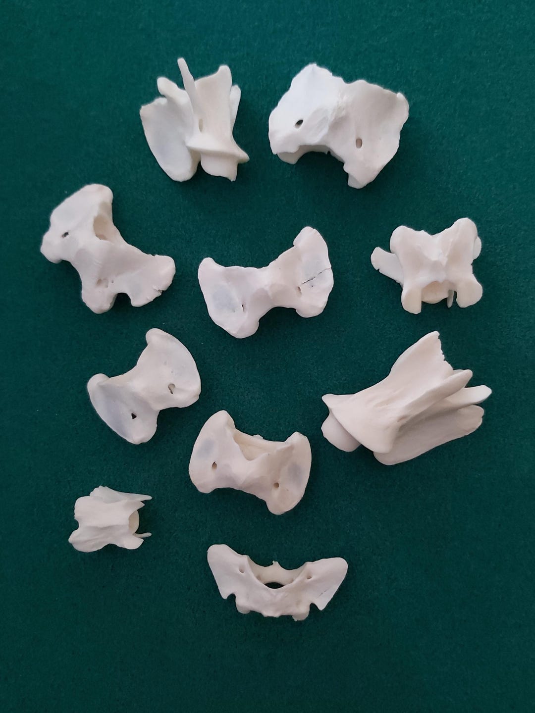 Real Deer Fox Vertebrae X 10 Taxidermy - Etsy