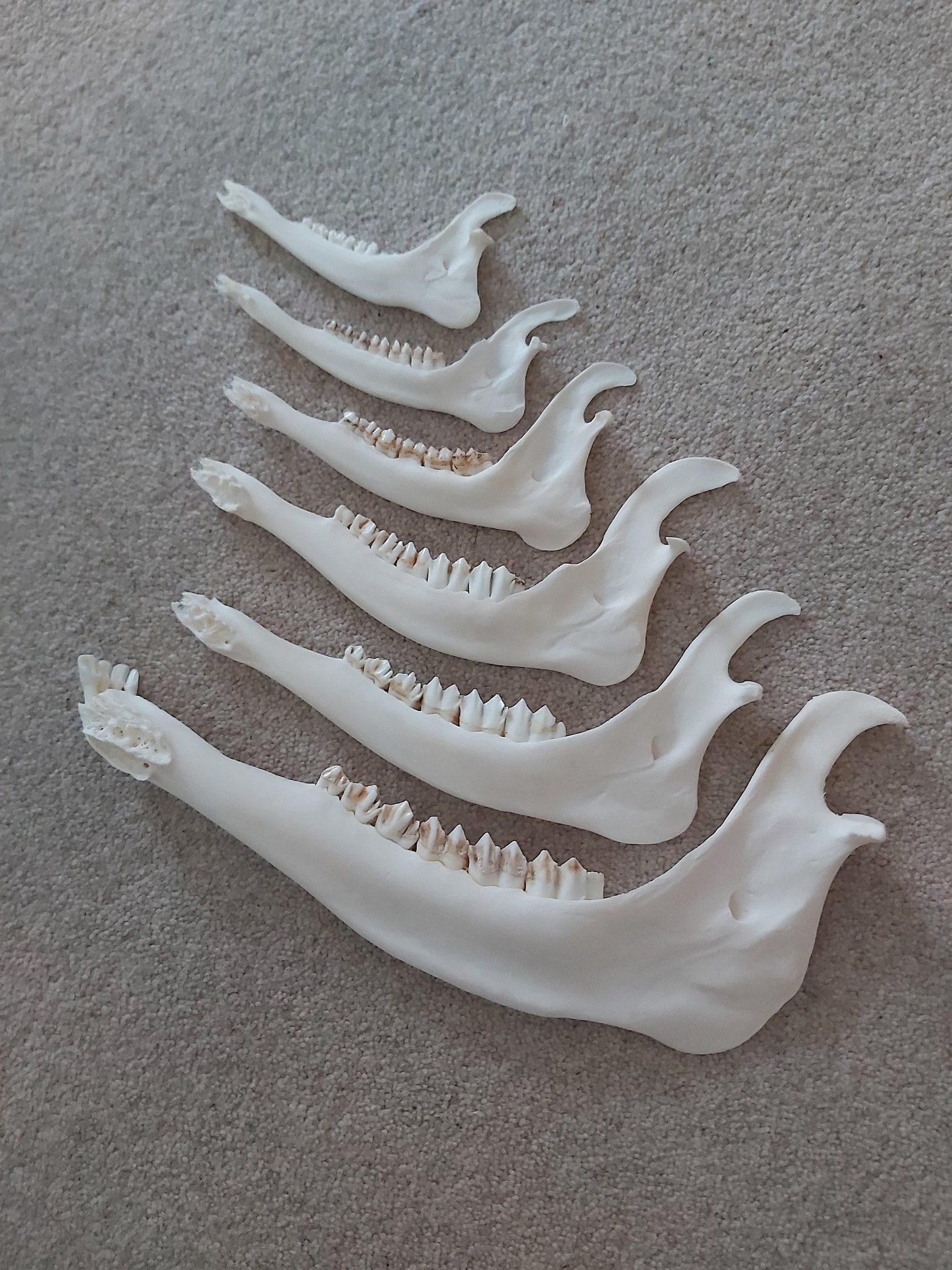 Real Deer Jaw Bones taxidermy | Etsy