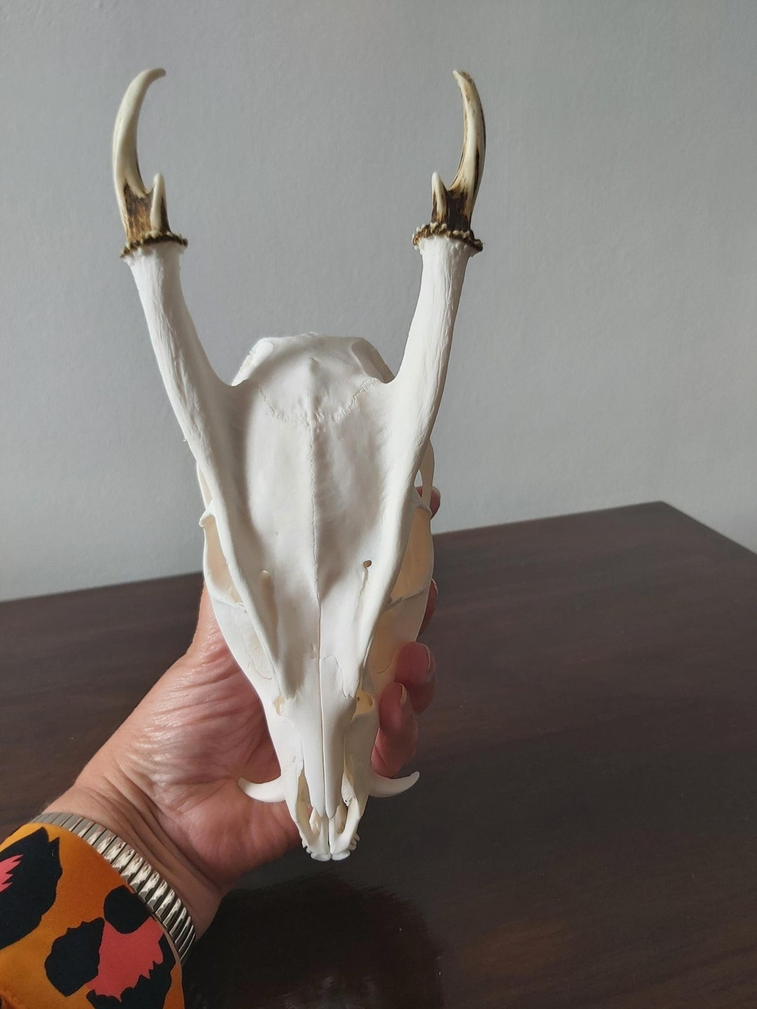 Real Muntjac Buck Deer Skull Antlers - Etsy