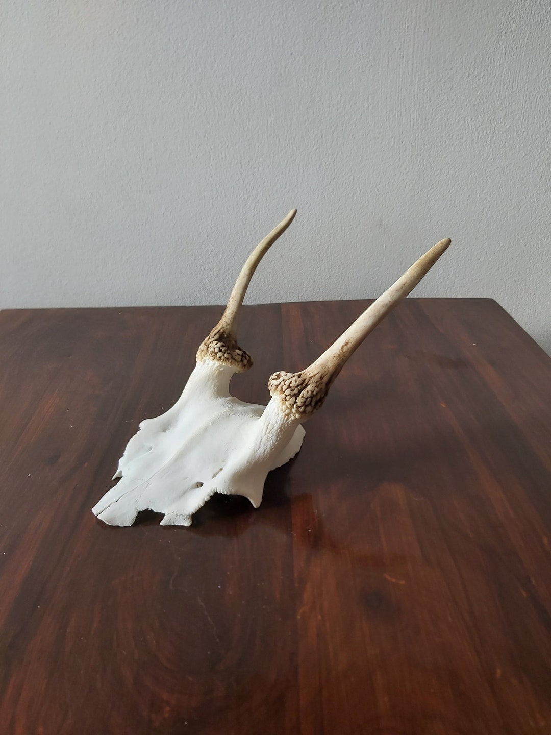Real Fallow Buck Deer Skull Antlers - Etsy