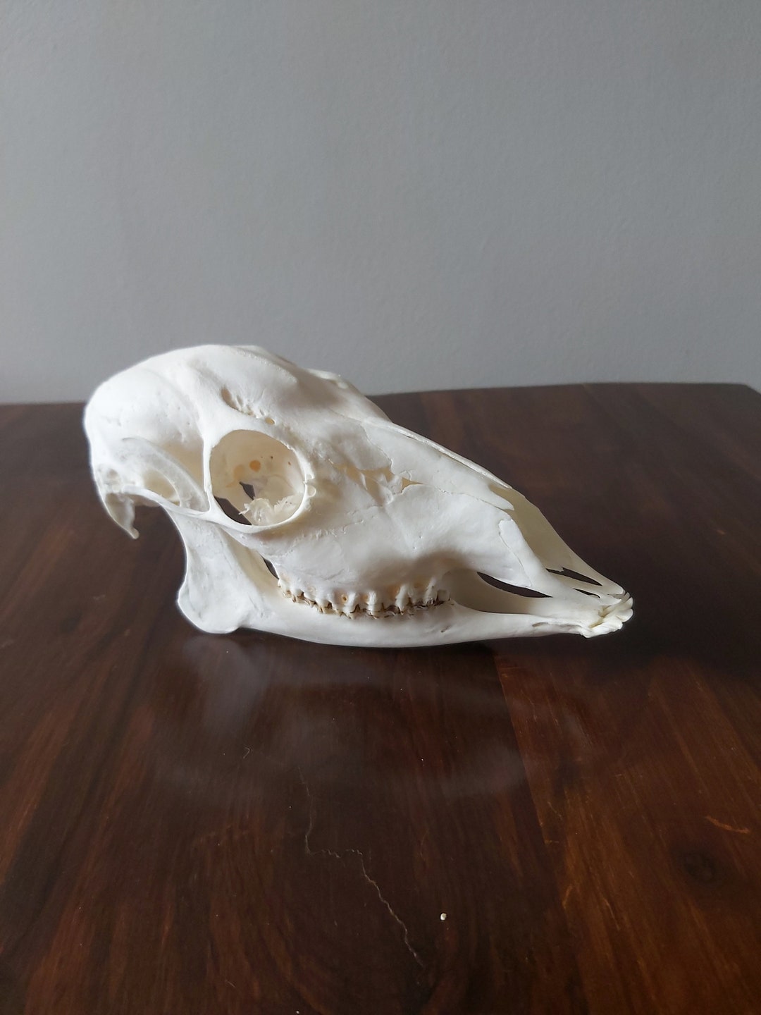 Real Roe Doe Deer Skull Taxidermy - Etsy