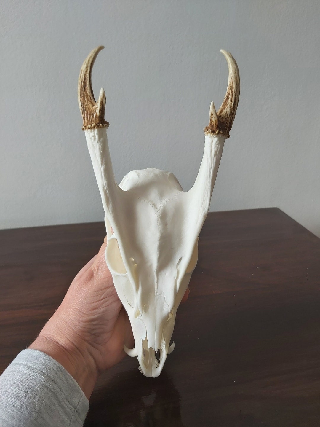 Real Muntjac Buck Deer Skull Antlers - Etsy