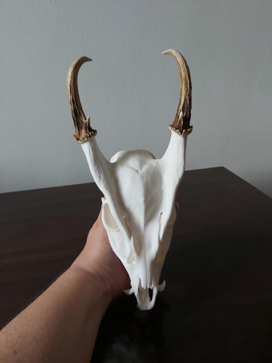 Real Muntjac Buck Deer Skull Antlers - Etsy