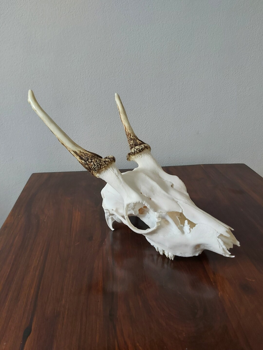 Real Fallow Buck Deer Skull Antlers - Etsy