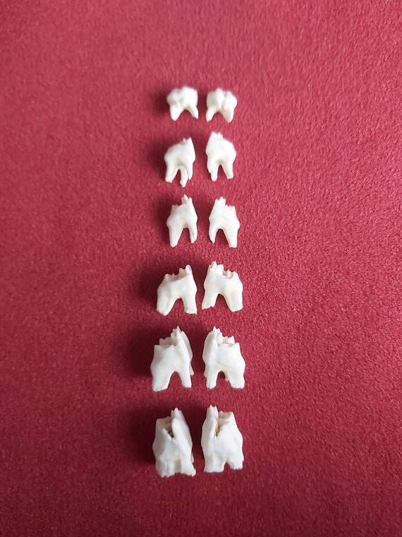 12 Fallow Deer Teeth for Arts & Crafts | Etsy