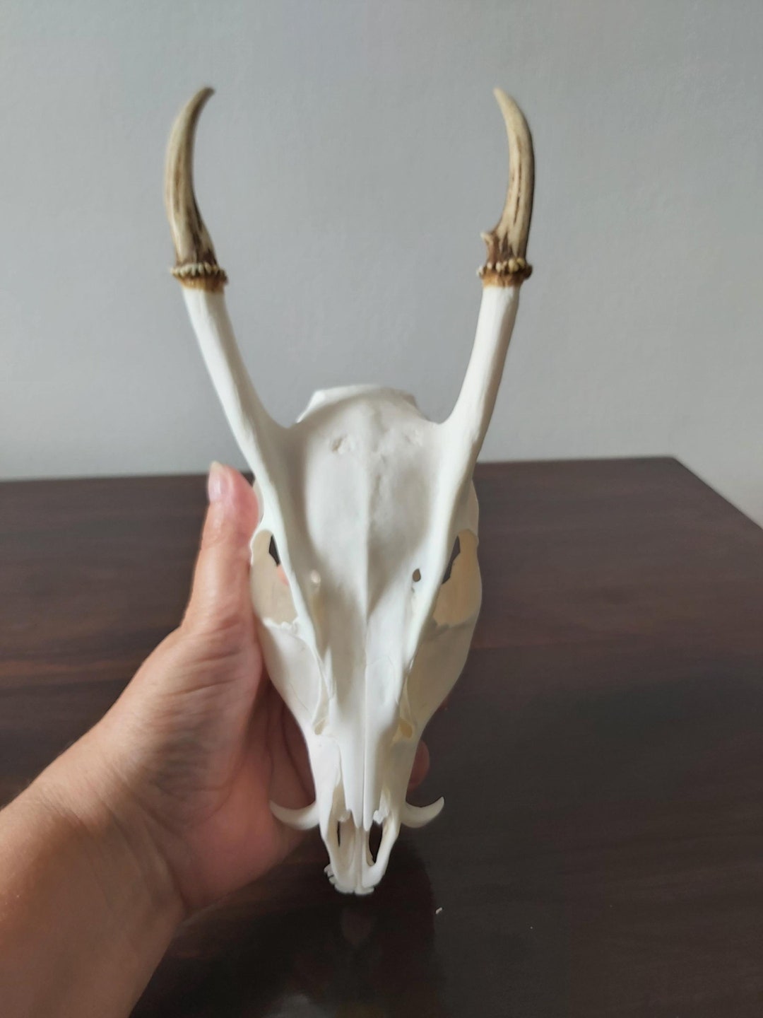 Real Muntjac Buck Deer Skull Antlers - Etsy