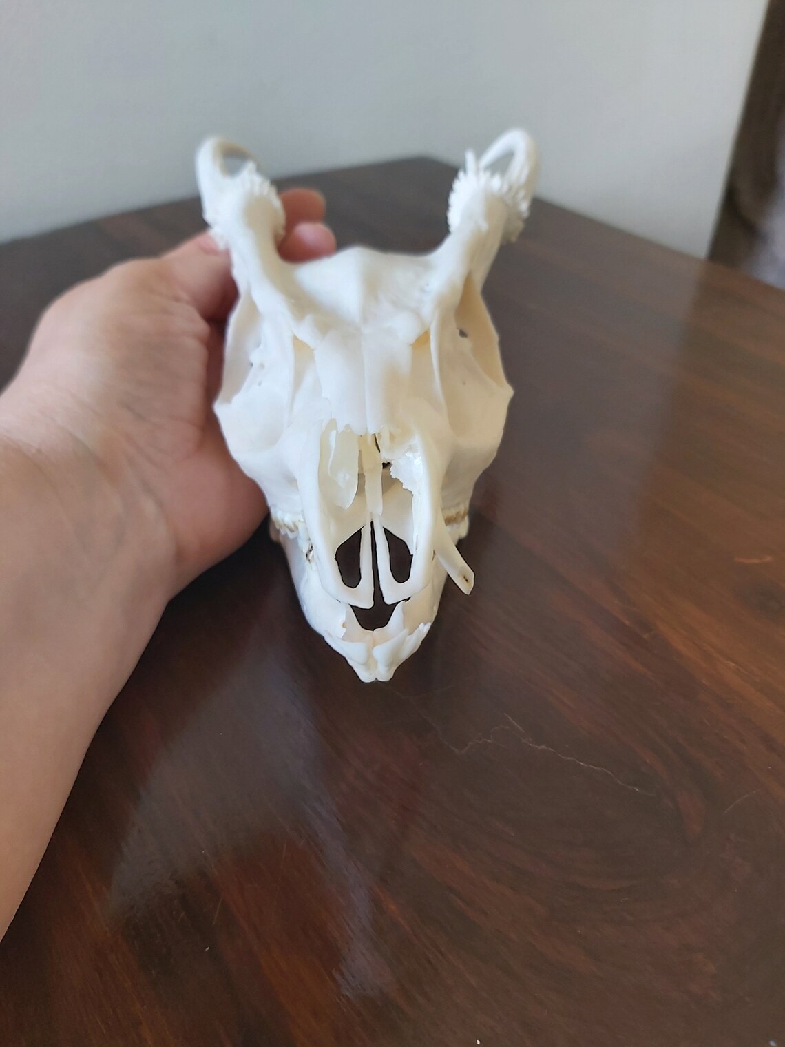 Real Muntjac Buck Deer Skull Antlers - Etsy UK