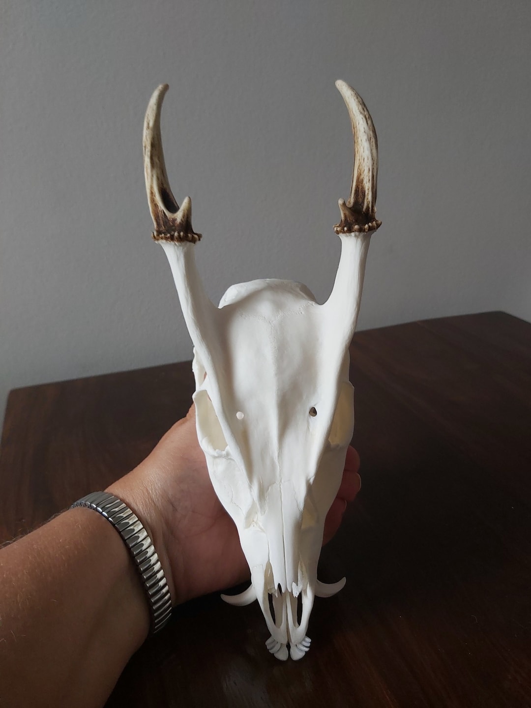 Real Muntjac Buck Deer Skull Antlers Taxidermy - Etsy