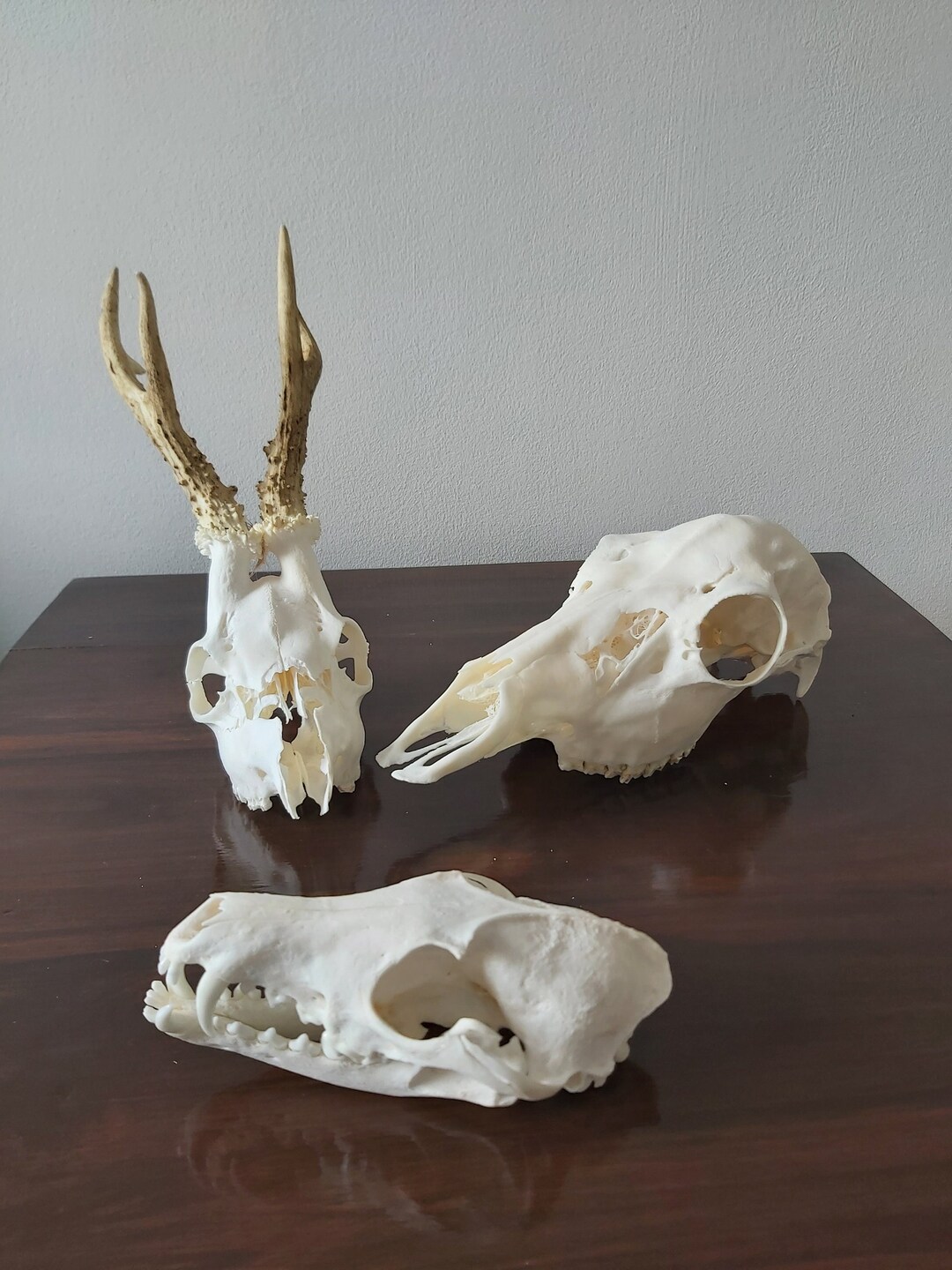 Real Fallow Doe Roe Buck Fox Skull Bundle Antlers - Etsy