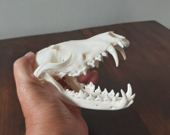 Red Fox Real Natural Skull. F3.0623 Fox Skull With Jaw - Etsy