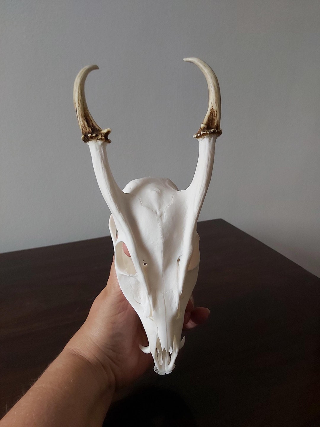 Real Muntjac Buck Deer Skull Antlers Taxidermy - Etsy
