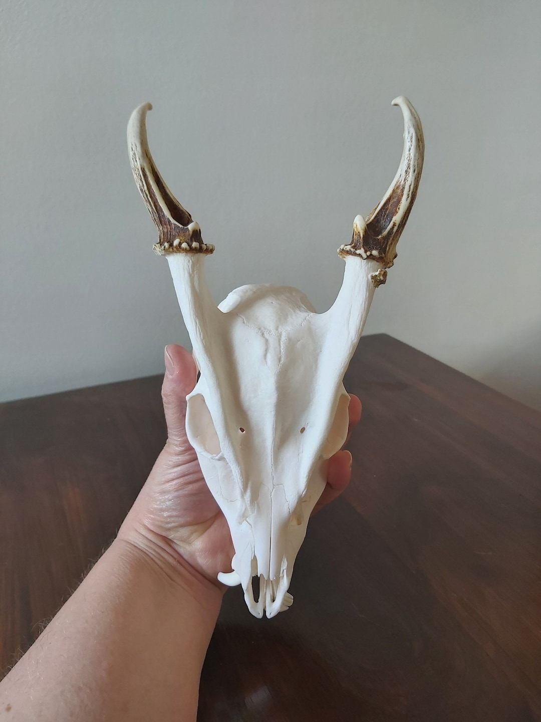 Real Muntjac Buck Deer Skull Antlers - Etsy