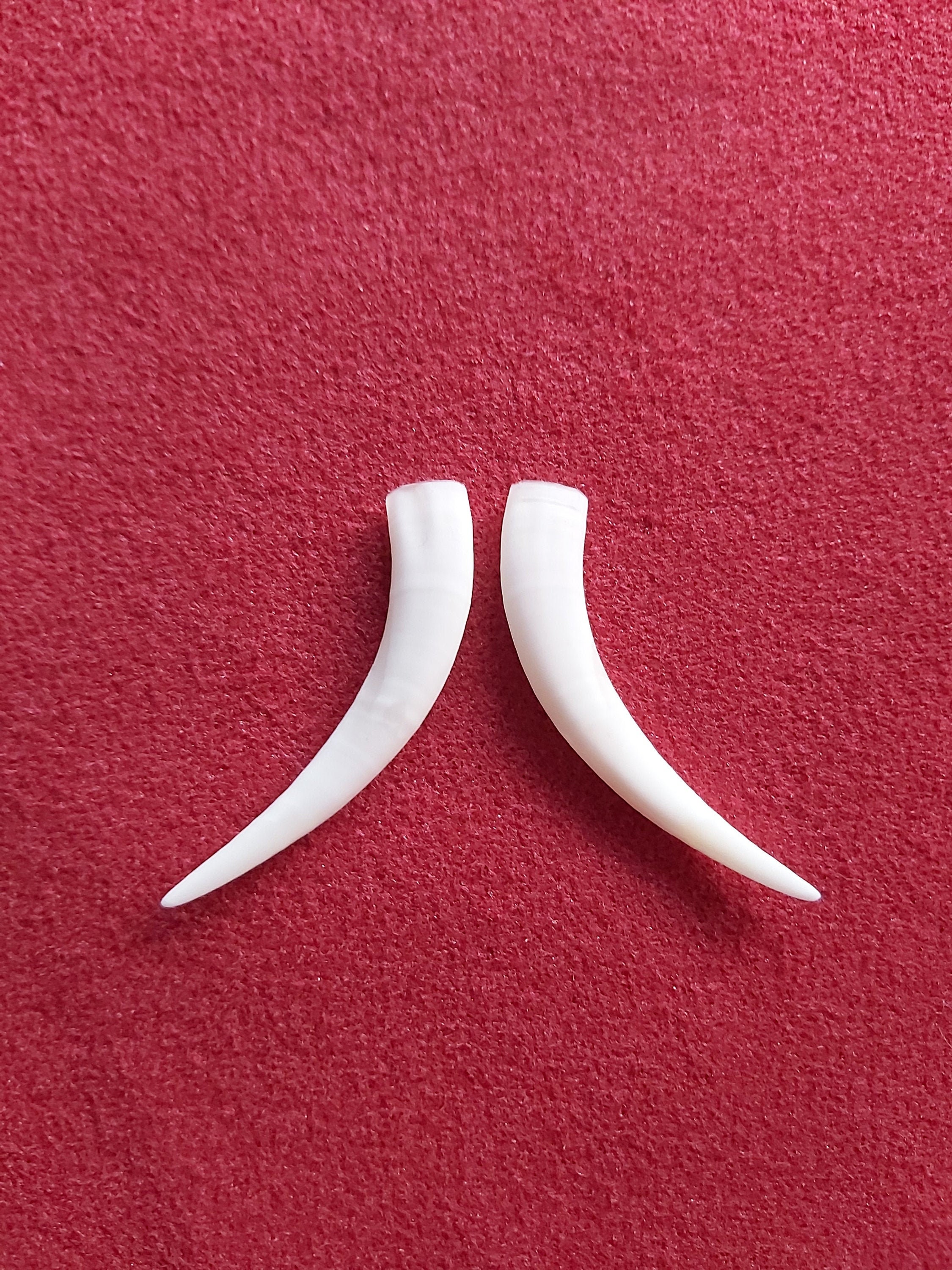 Real Chinese Water Deer Buck Tusks Taxidermy | Etsy