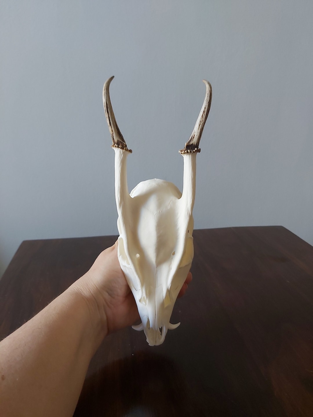 Real Muntjac Buck Deer Skull Antlers - Etsy