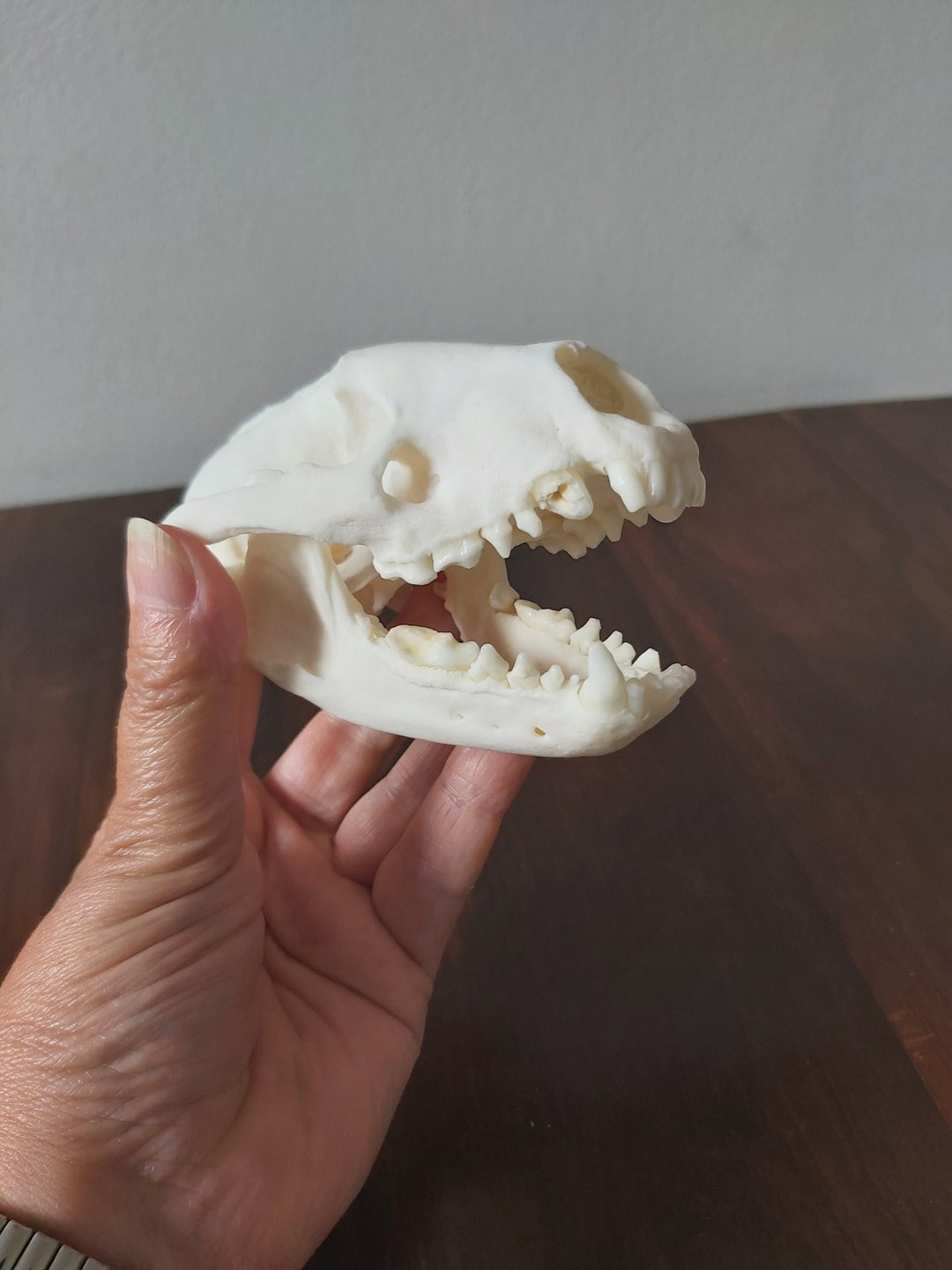 Real Badger Skull - Etsy UK