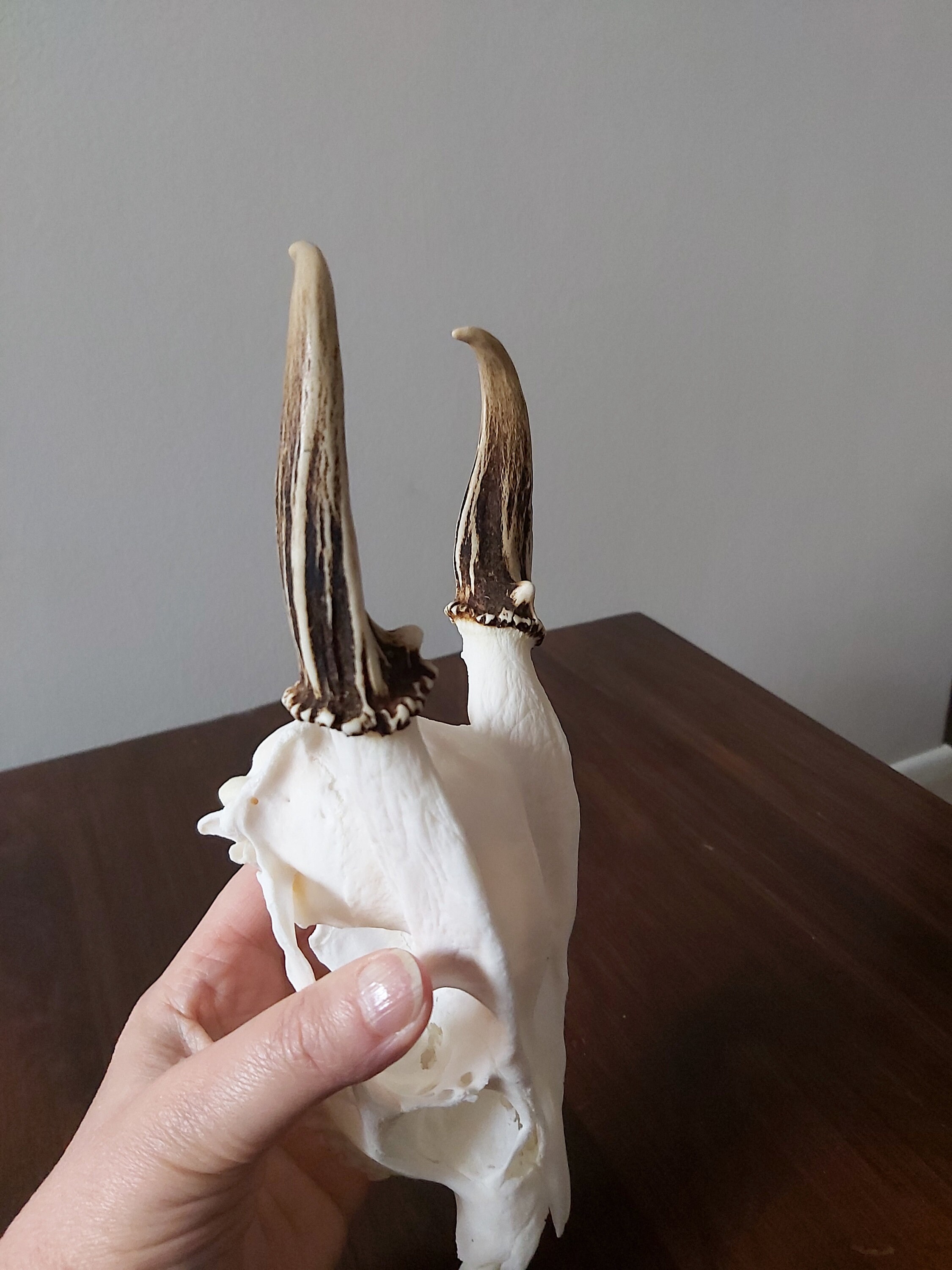 Real Muntjac Buck Deer Skull Antlers Taxidermy | Etsy