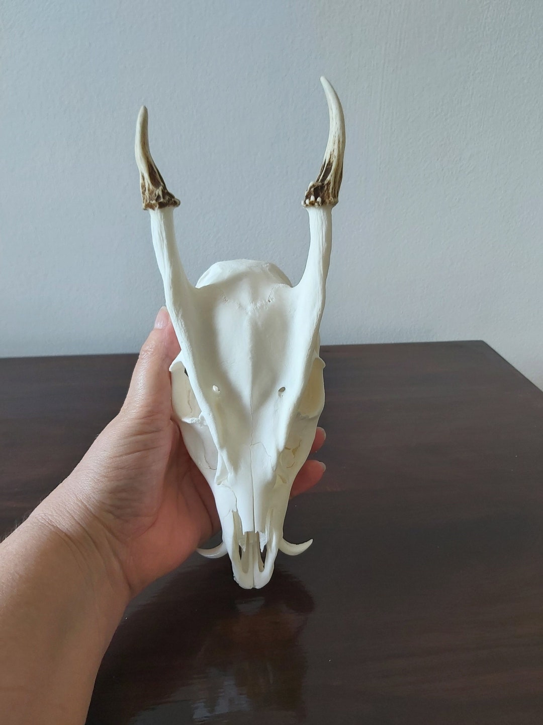 Real Muntjac Buck Deer Skull Antlers - Etsy