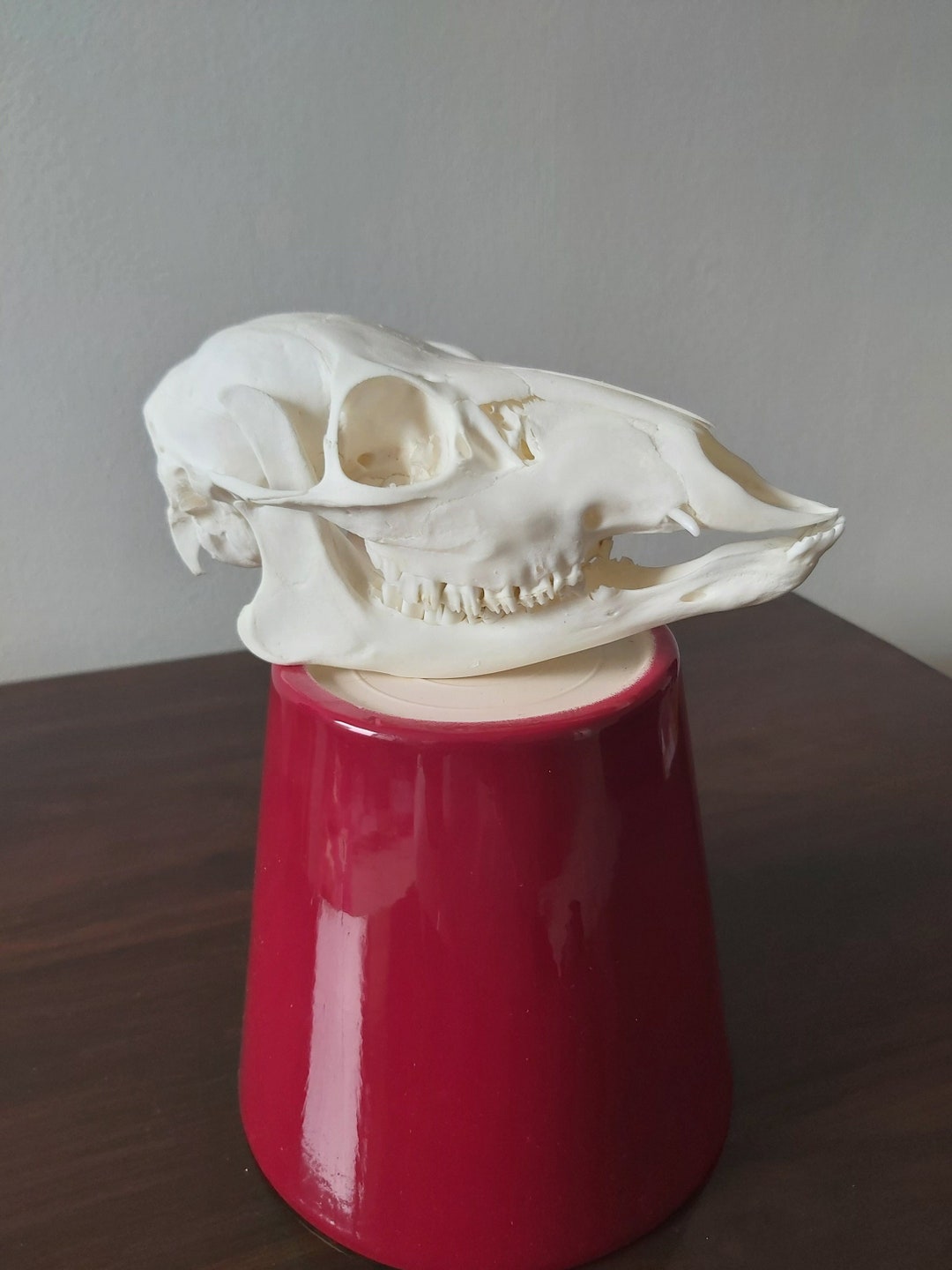 Real Chinese Water Deer Doe Skull Taxidermy - Etsy