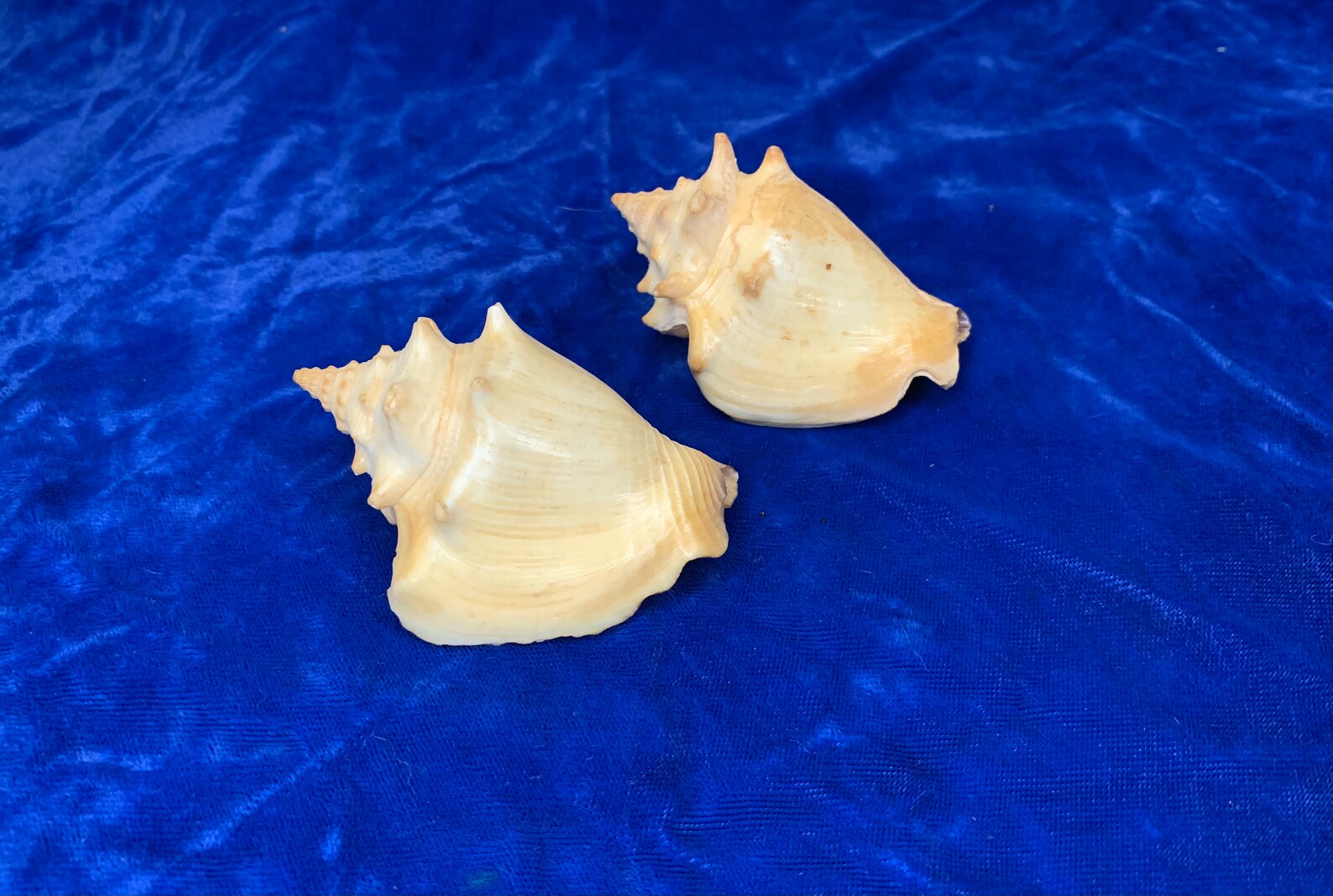 Vintage Queen Conch Sea Shells | Etsy