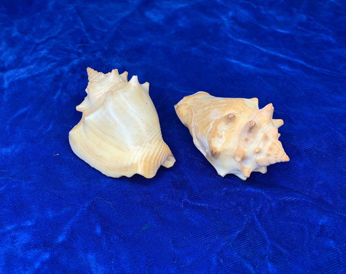 Vintage Queen Conch Sea Shells | Etsy