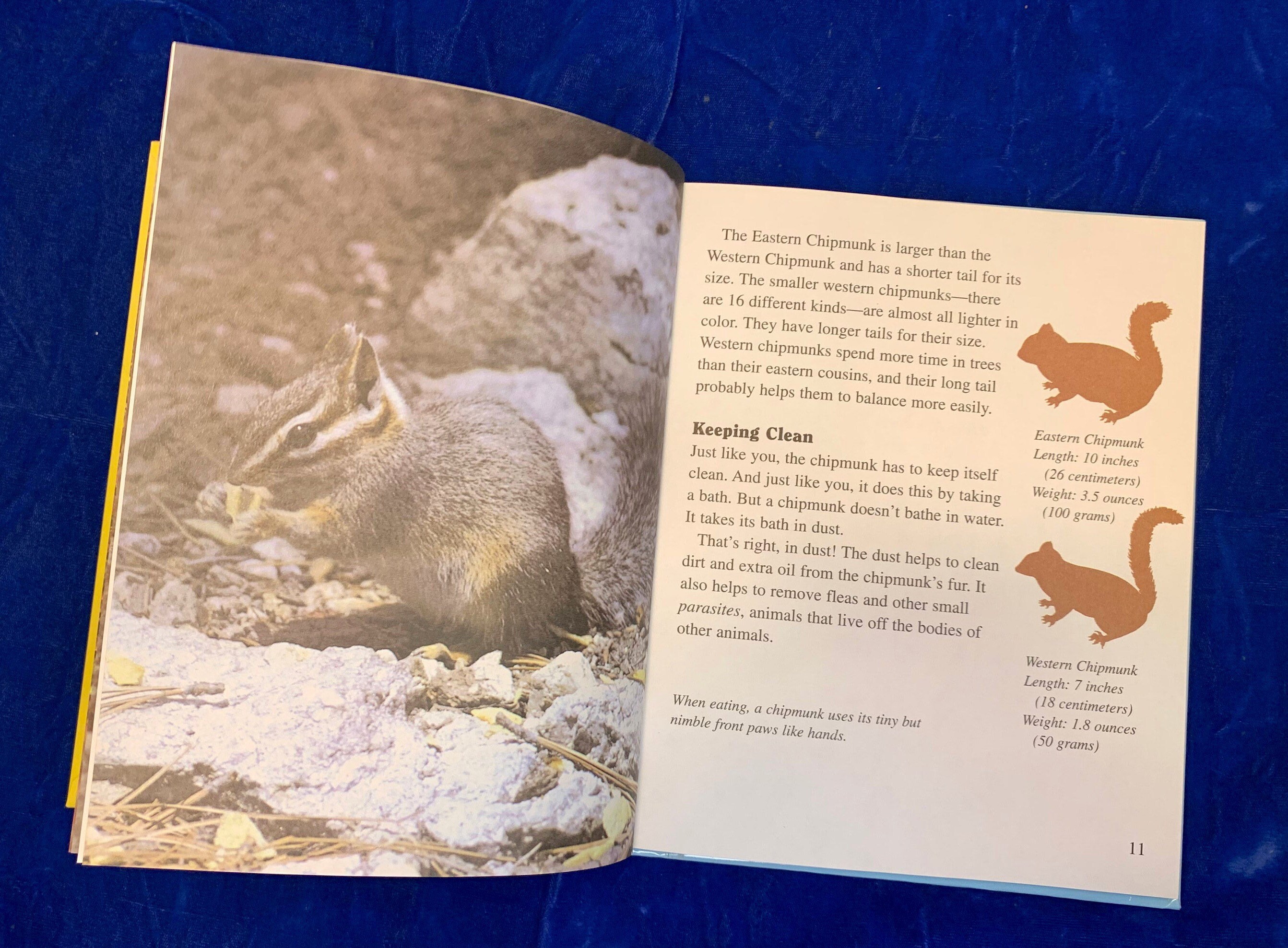 Vintage Natures Childrens Chipmunks Beavers Book. - Etsy UK