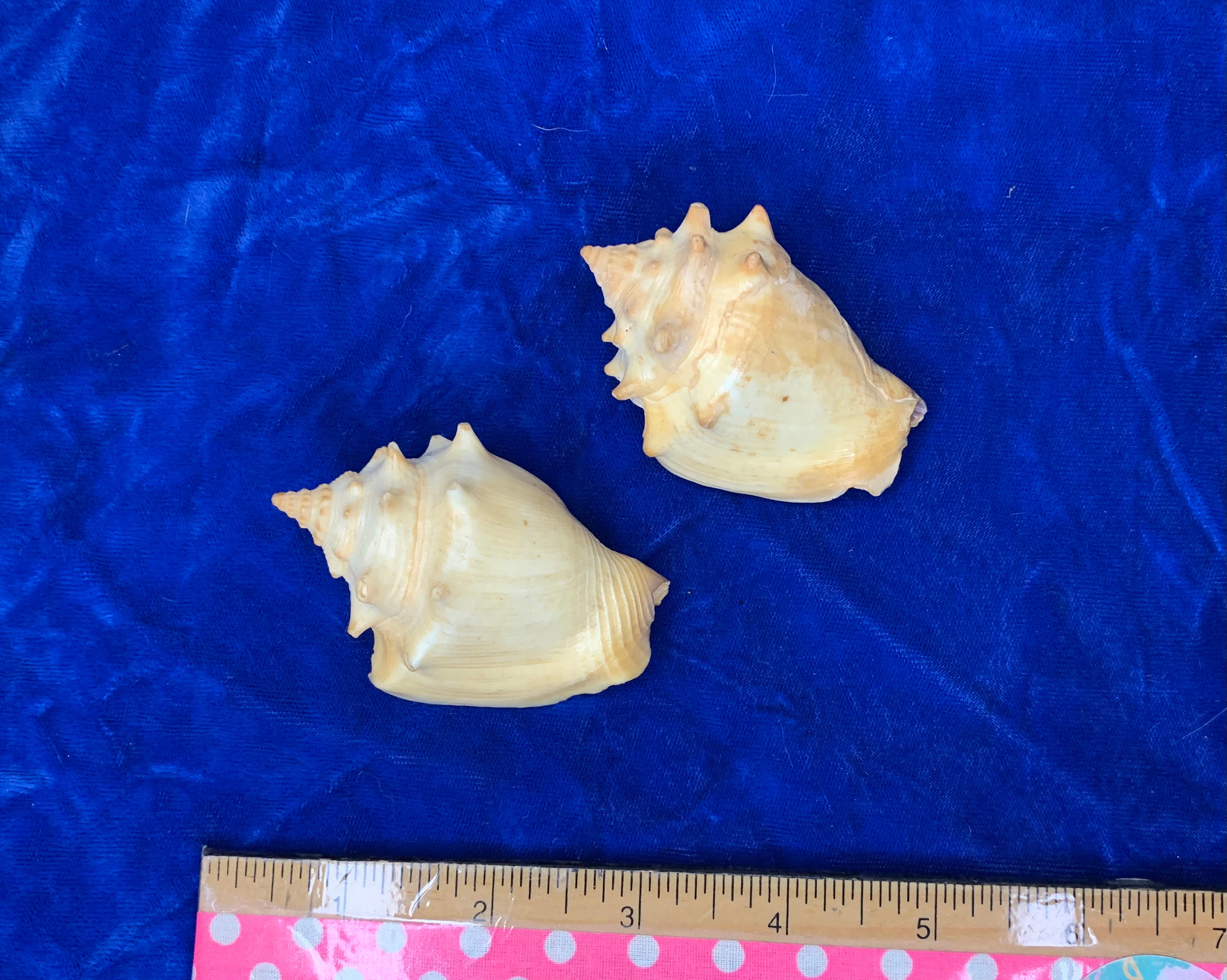 Vintage Queen Conch Sea Shells | Etsy