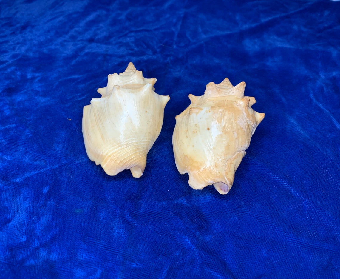 Vintage Queen Conch Sea Shells | Etsy