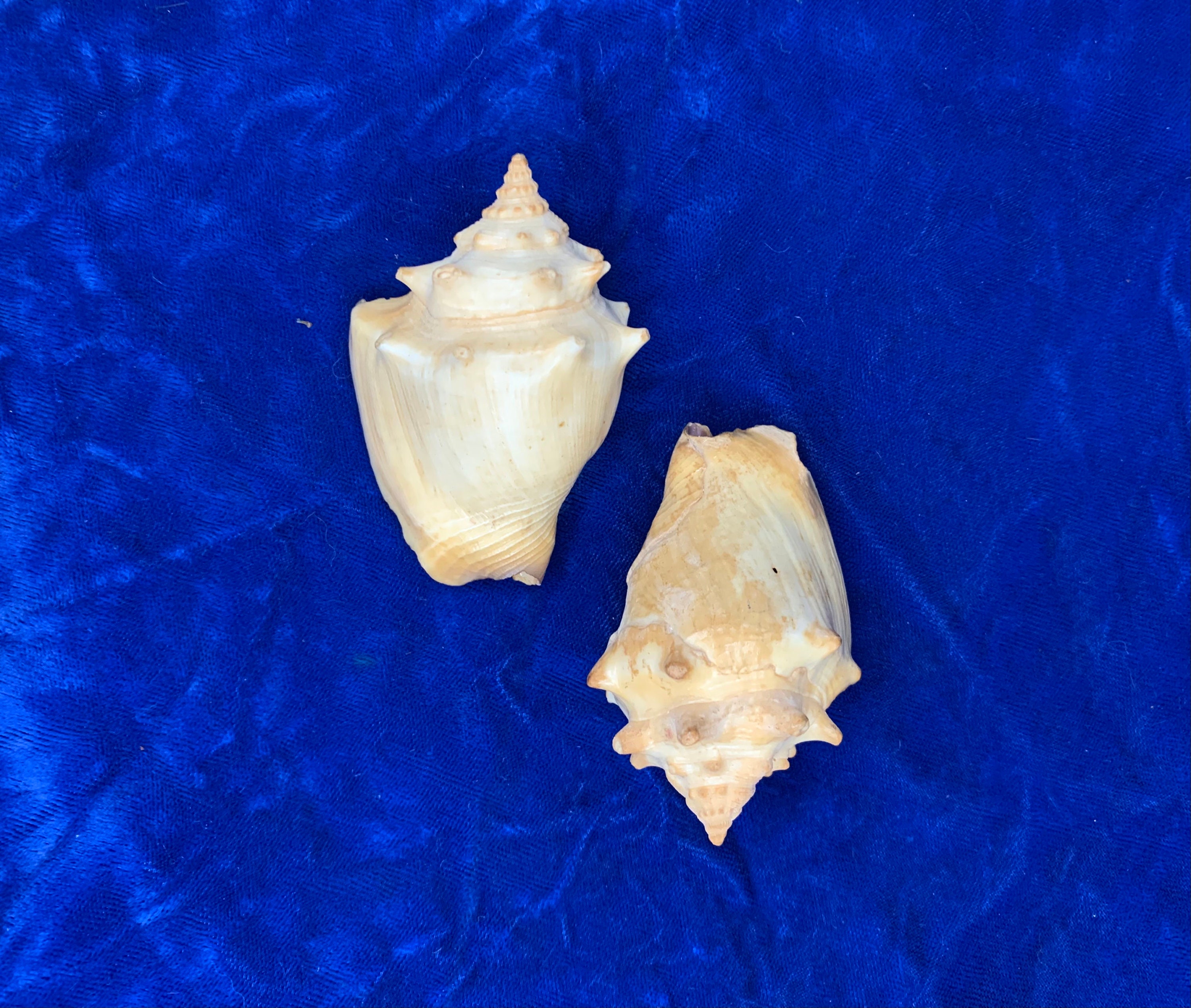 Vintage Queen Conch Sea Shells | Etsy