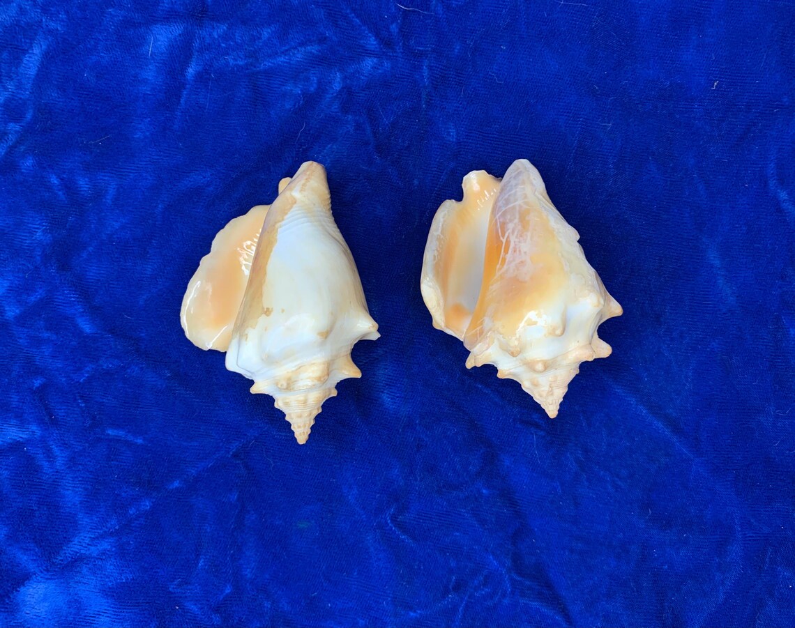 Vintage Queen Conch Sea Shells | Etsy
