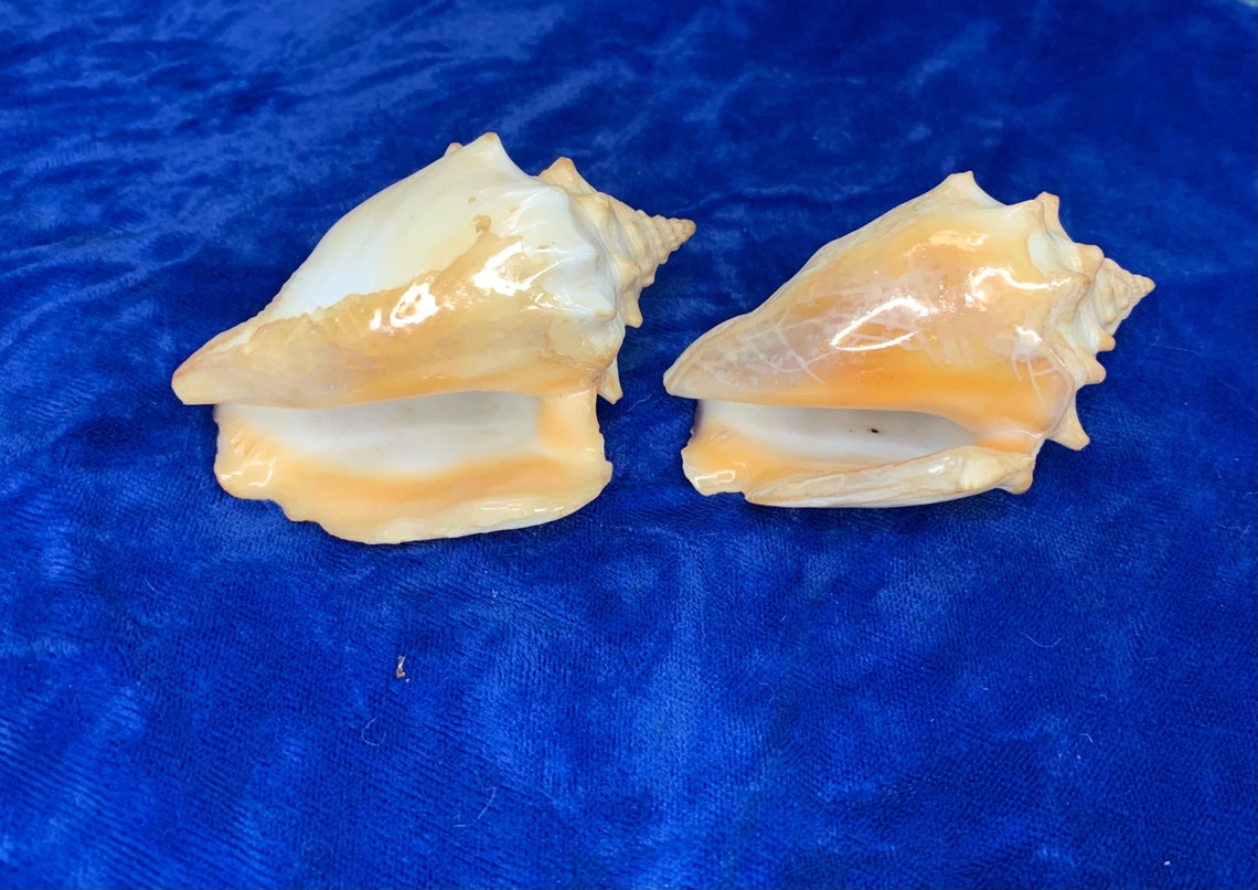 Vintage Queen Conch Sea Shells | Etsy