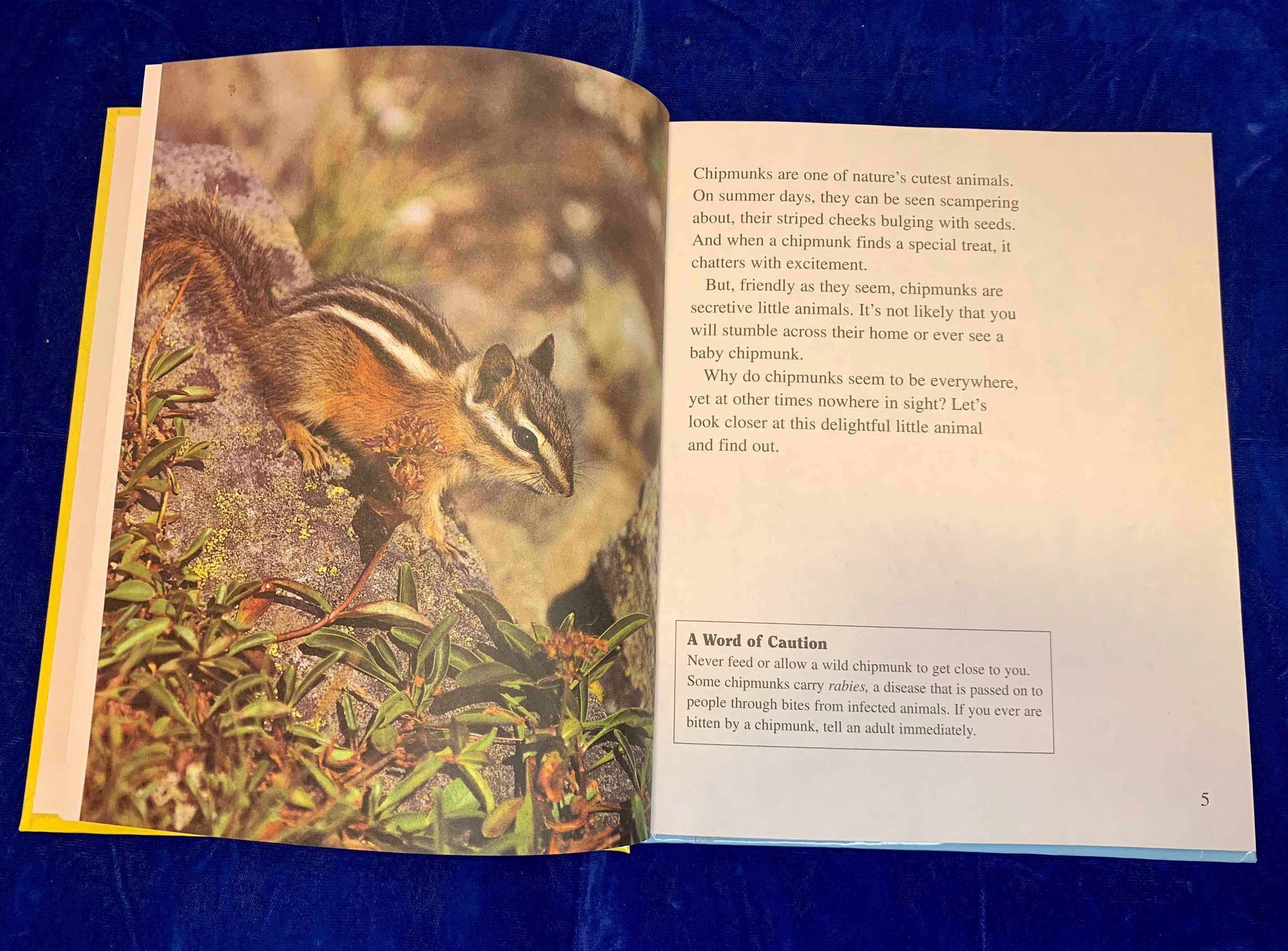 Vintage Natures Childrens Chipmunks Beavers Book. - Etsy UK