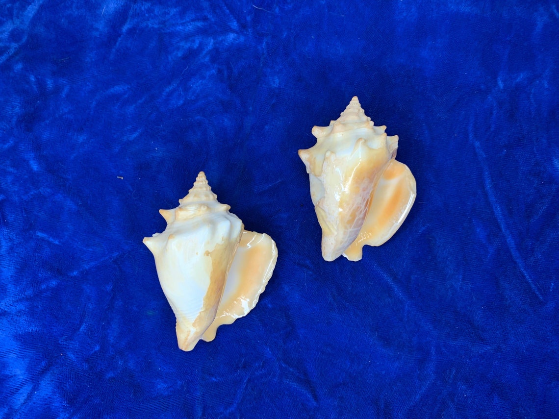 Vintage Queen Conch Sea Shells | Etsy