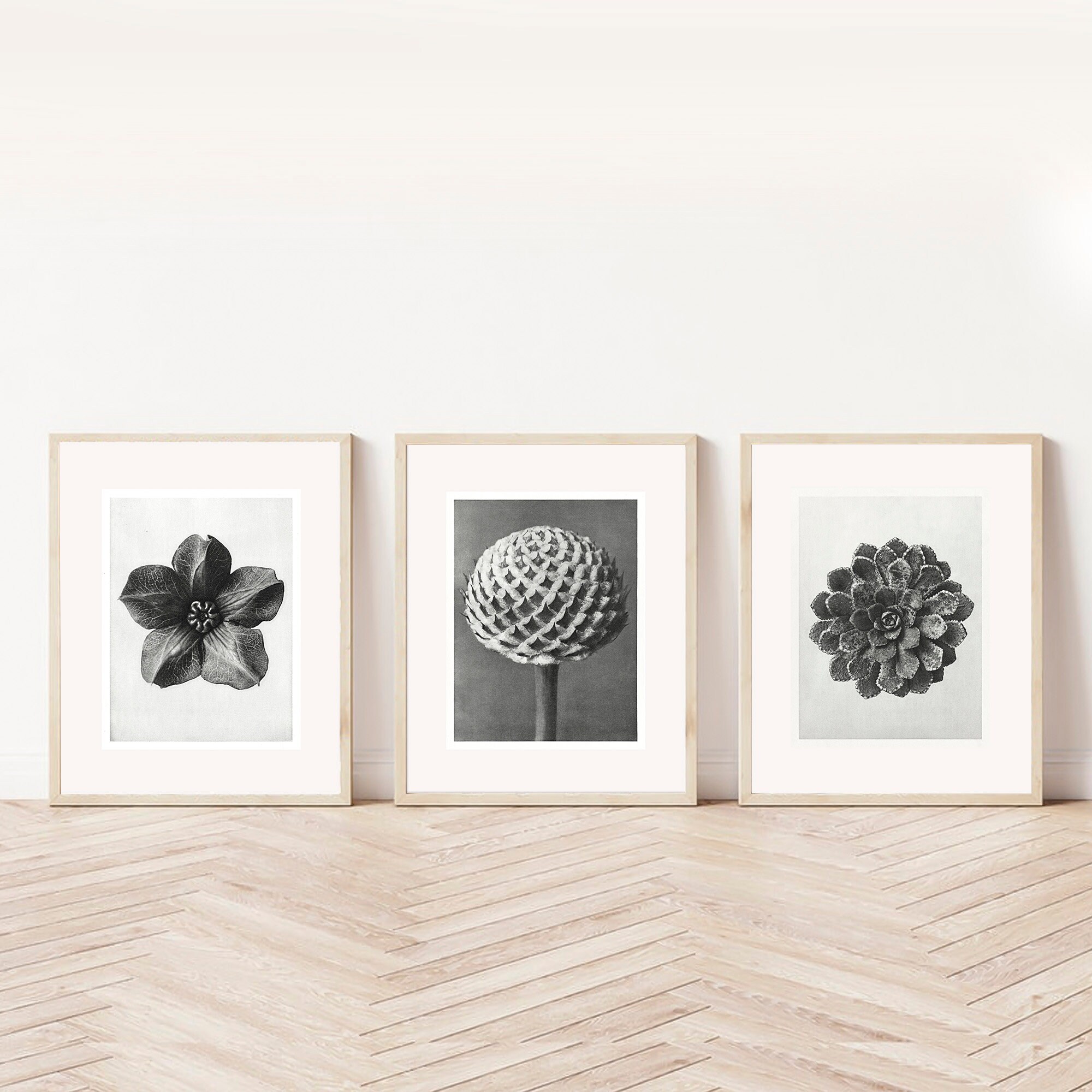 Black and White Photography Prints Botanical Print Set of 3 | Etsy