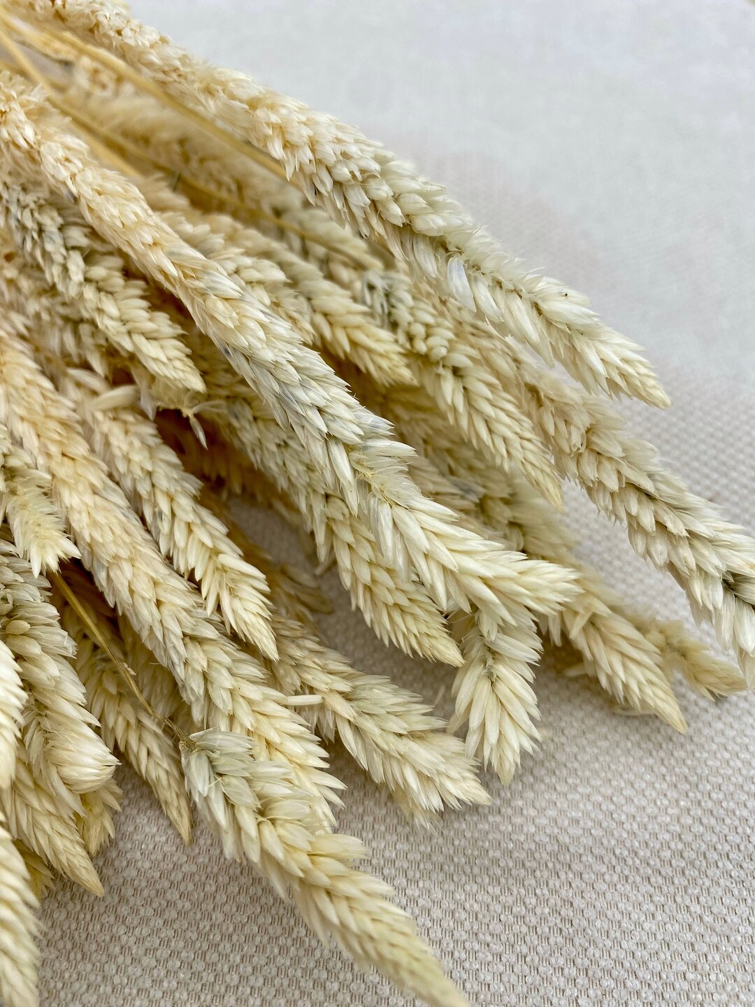 Feather Bush Dried Celosia Bleached Dried Flowers Dried - Etsy