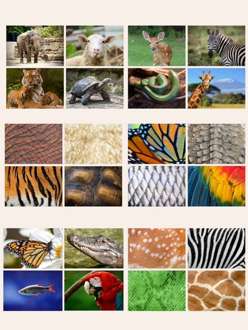 Matching Game Match Animals and Patterns Dementia | Etsy