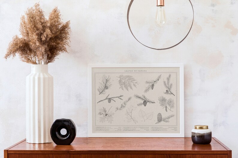 Provincial Trees of Canada, Botanical Drawing, Nature Wall Art - Etsy