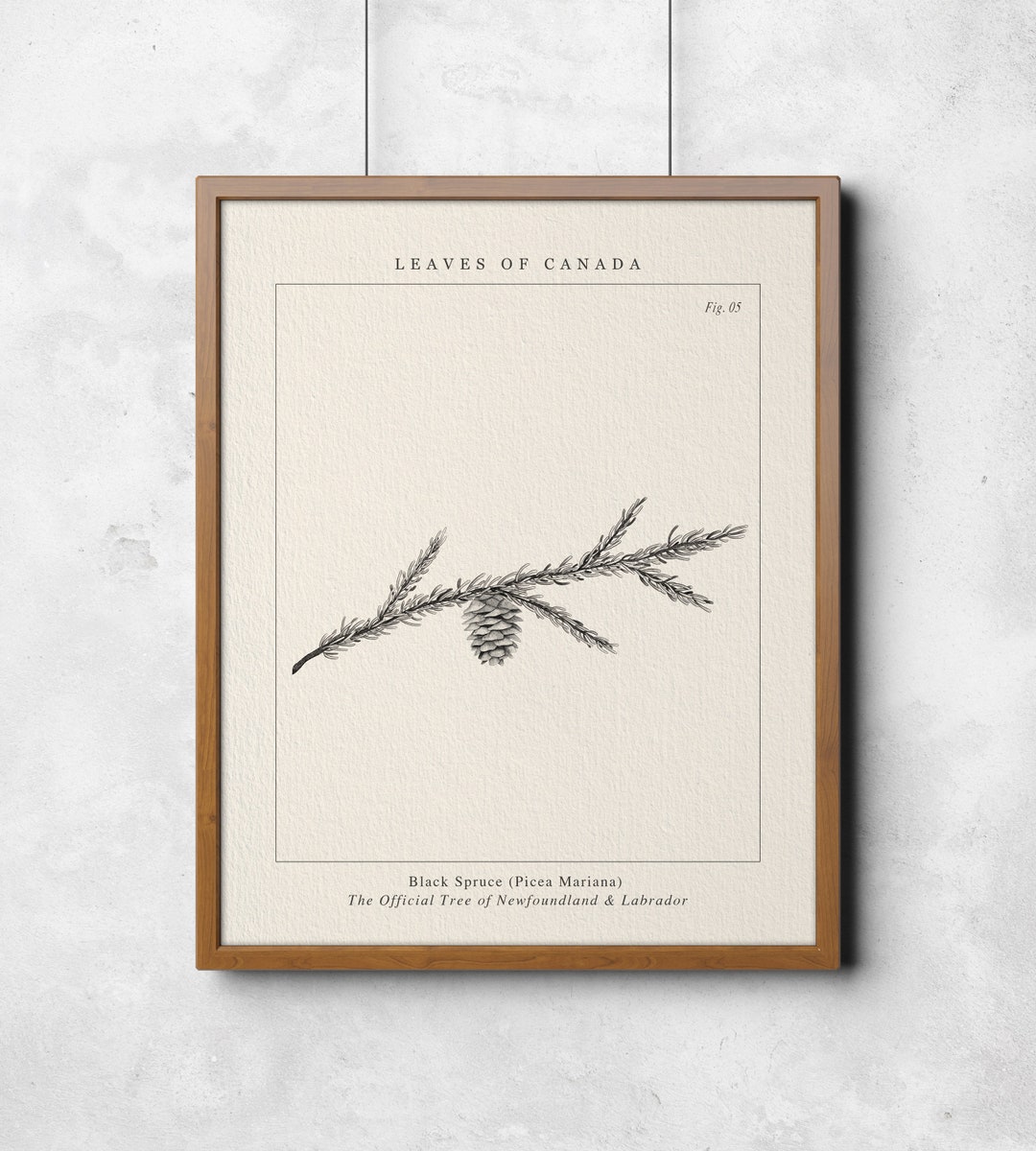 Newfoundland & Labrador, Black Spruce Botanical Wall Art- the Official ...