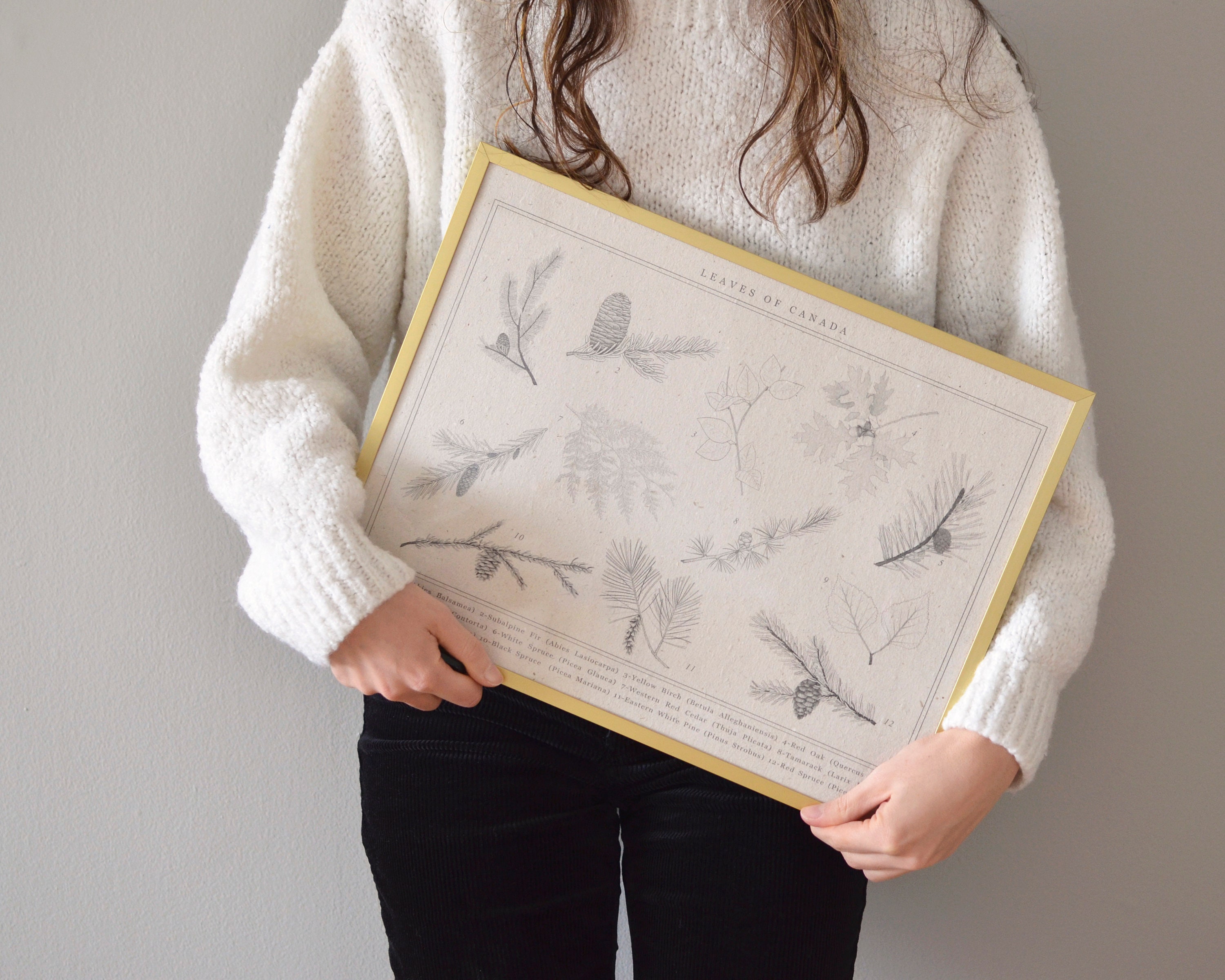 Provincial Trees of Canada, Botanical Drawing, Nature Wall Art - Etsy