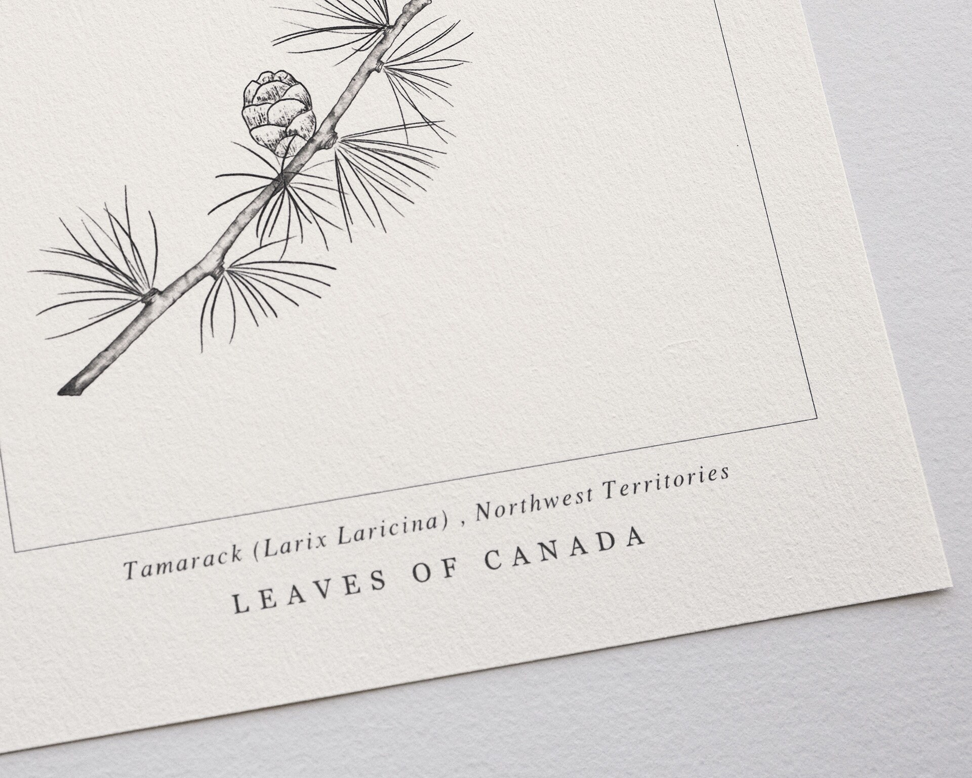 Northwest Territories Tamarack Botanical Wall Art the - Etsy