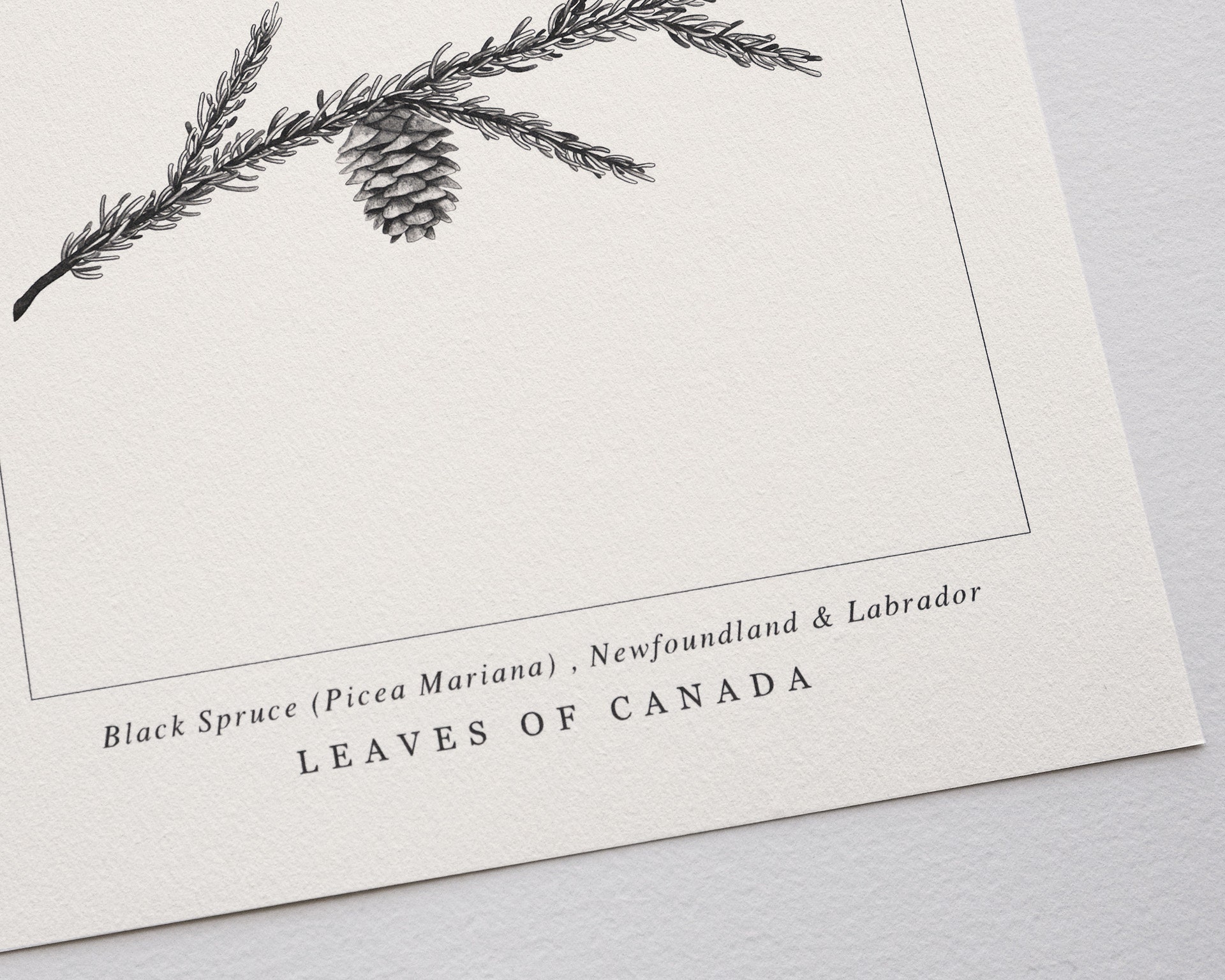 Newfoundland & Labrador Black Spruce Botanical Wall Art the - Etsy