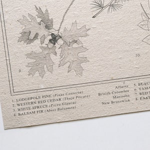 Provincial Trees of Canada, Botanical Drawing, Nature Wall Art - Etsy