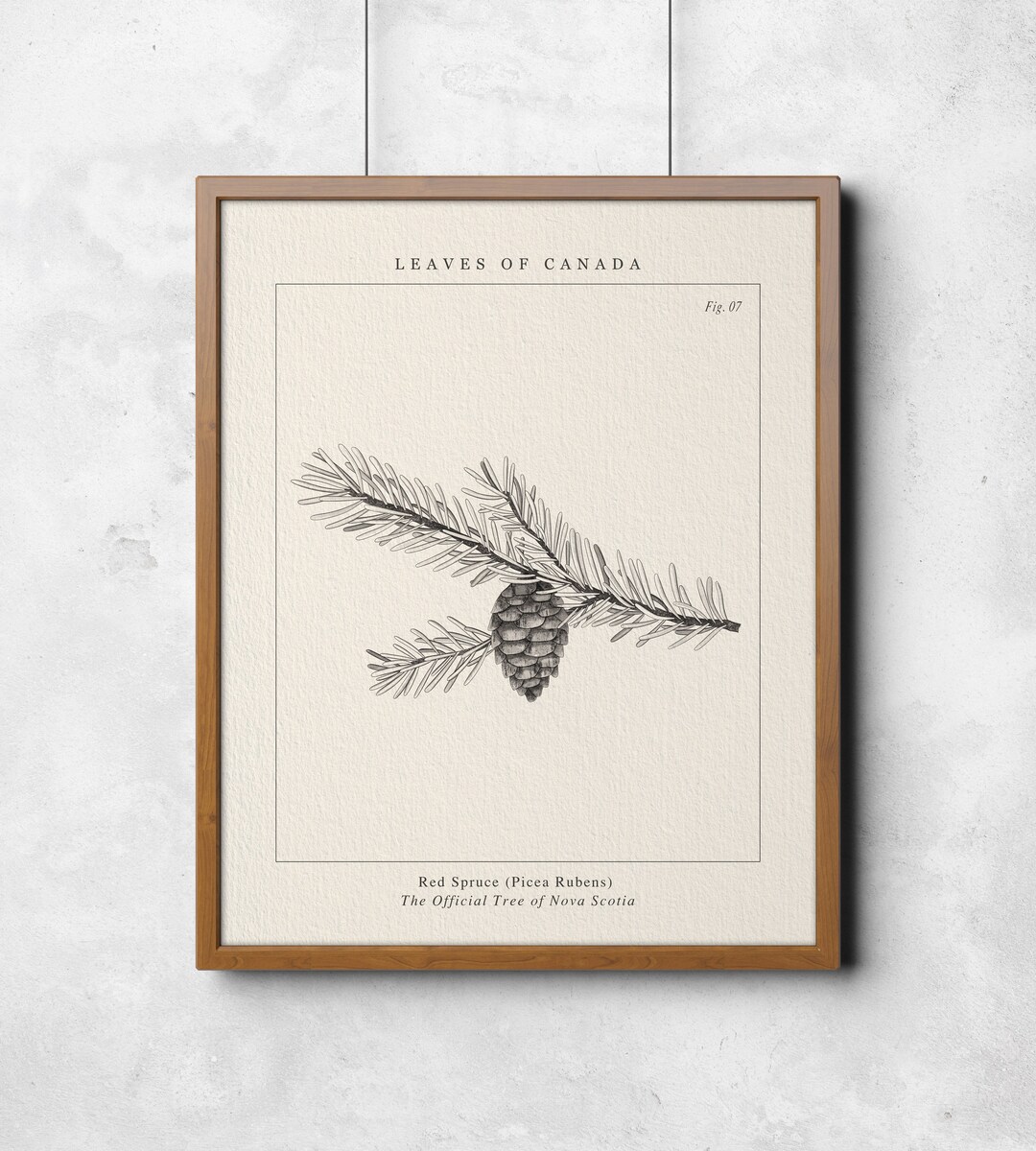 Nova Scotia, Red Spruce Botanical Wall Art- the Official Provincial ...